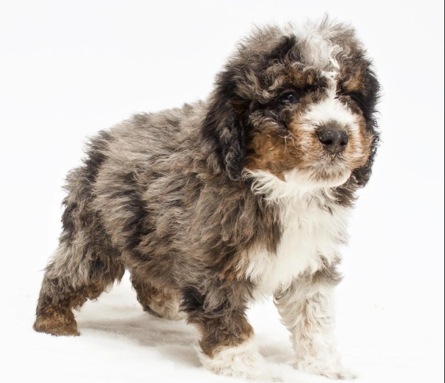 DAKOTA DOOD RANCH in South Dakota | Bernedoodle, Cavapoo, Cockapoo ...