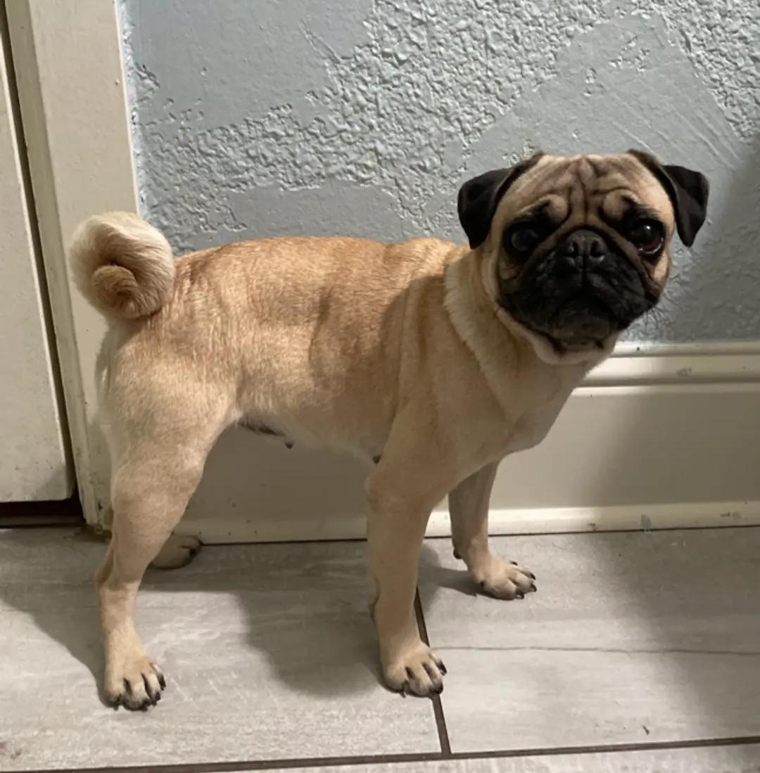 Pug Nation Puppies in Texas | Pug puppies | Good Dog