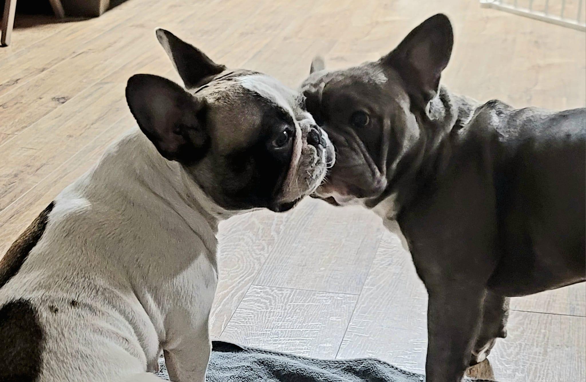 Brindle and Pied Family Frenchies in Ohio | French Bulldog puppies ...