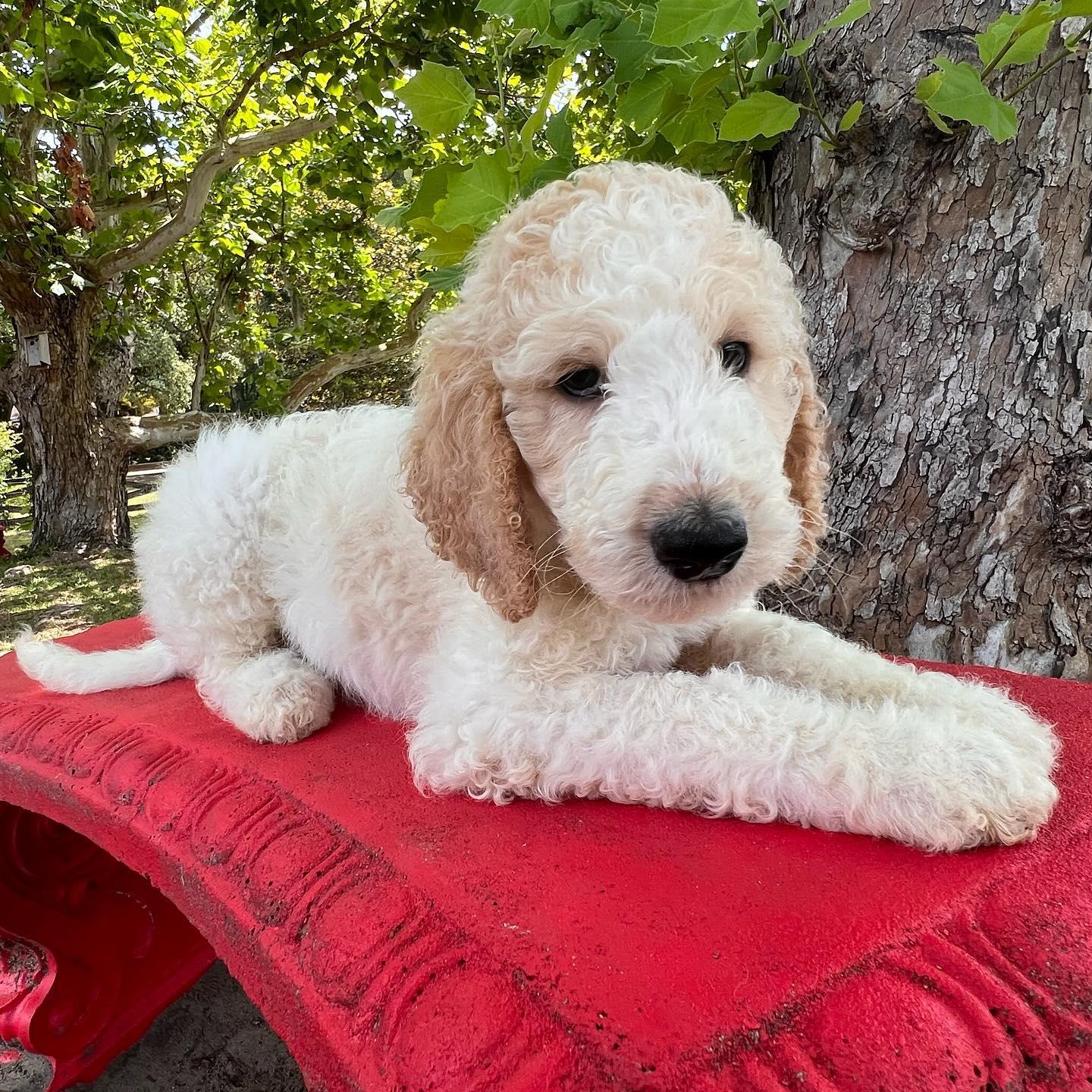 Mount Doodles in Florida | Goldendoodle puppies | Good Dog