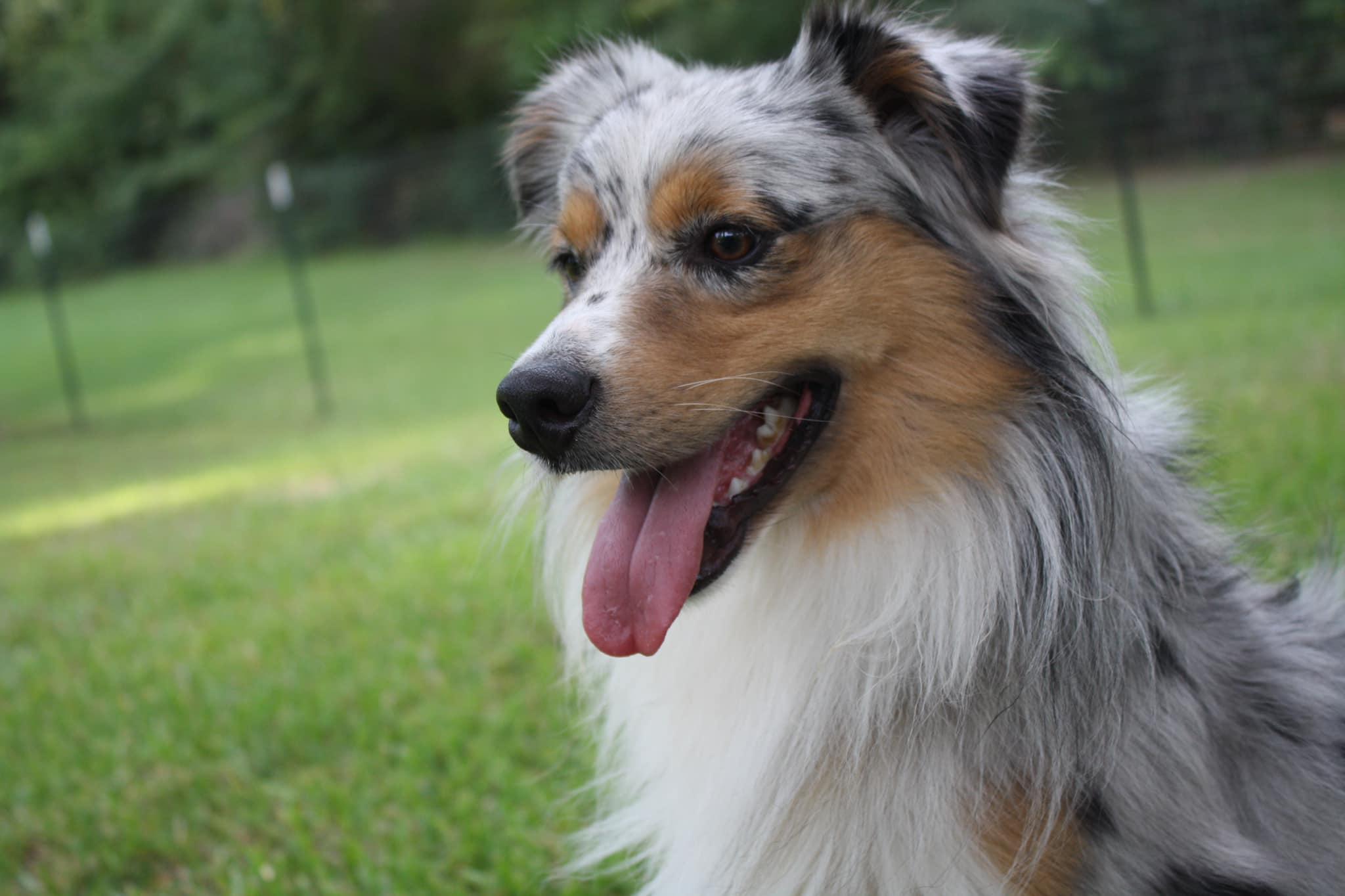 Southern Paws Mini Aussies in Texas | Australian Shepherd and ...