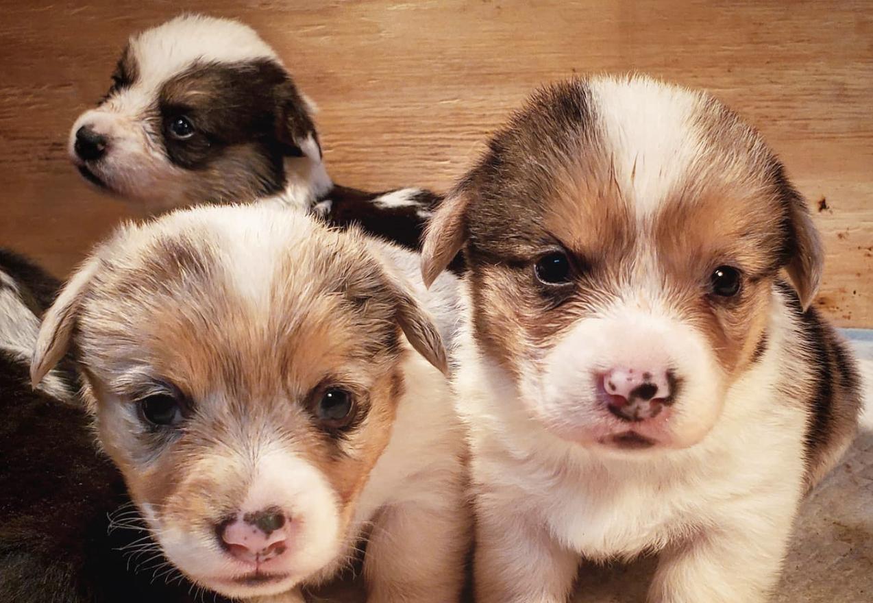 San Diego Corgis in California | Pembroke Welsh Corgi and American ...