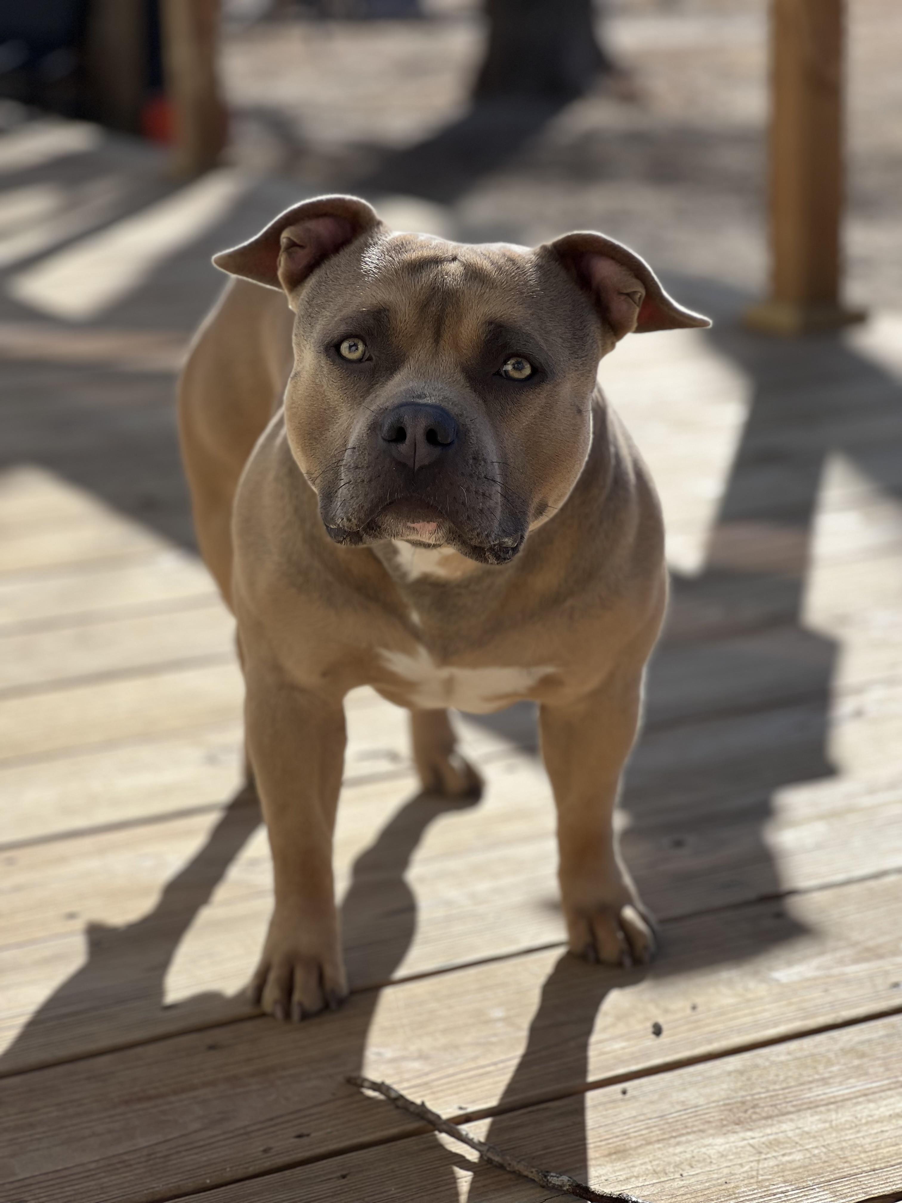 K&J’s Lucky Bullys in Florida | American Bully puppies | Good Dog