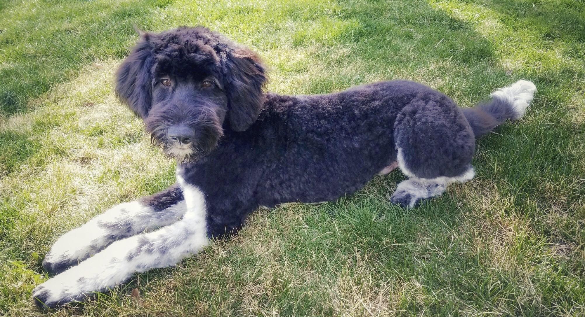 Reese Labradoodles in Montana | Labradoodle puppies | Good Dog