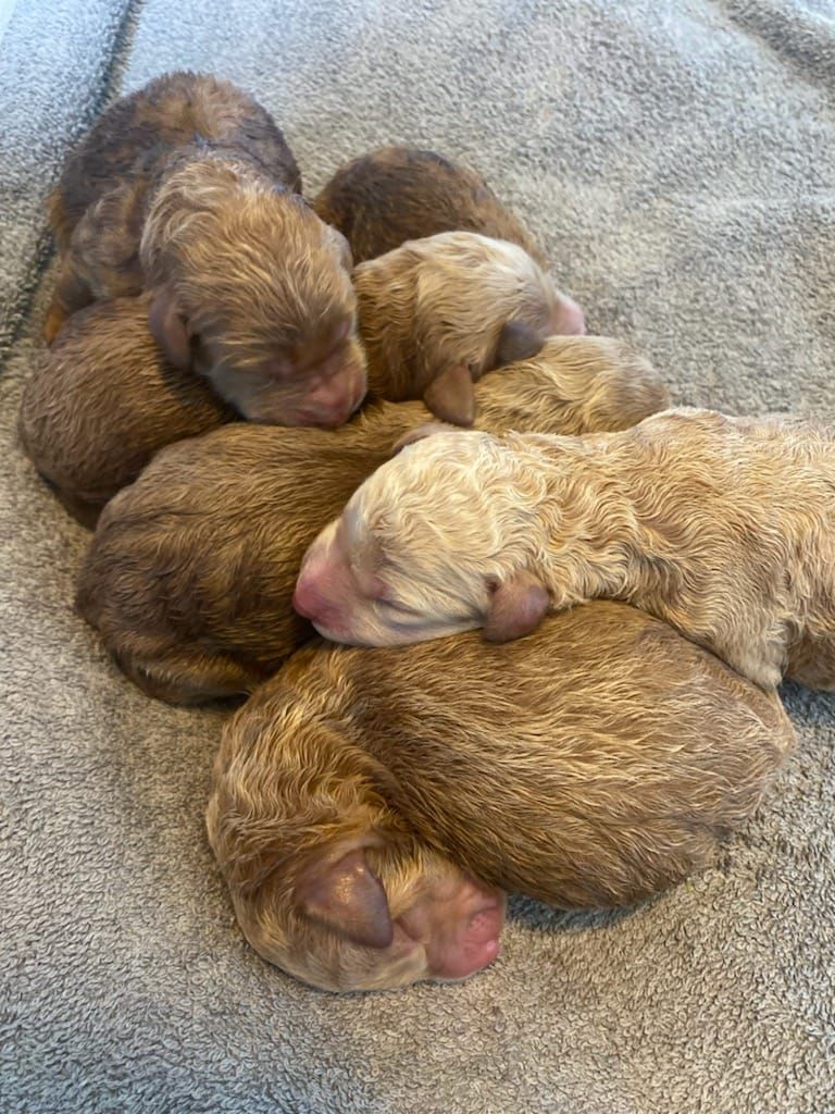 JS Doodles in Indiana | Labradoodle puppies | Good Dog