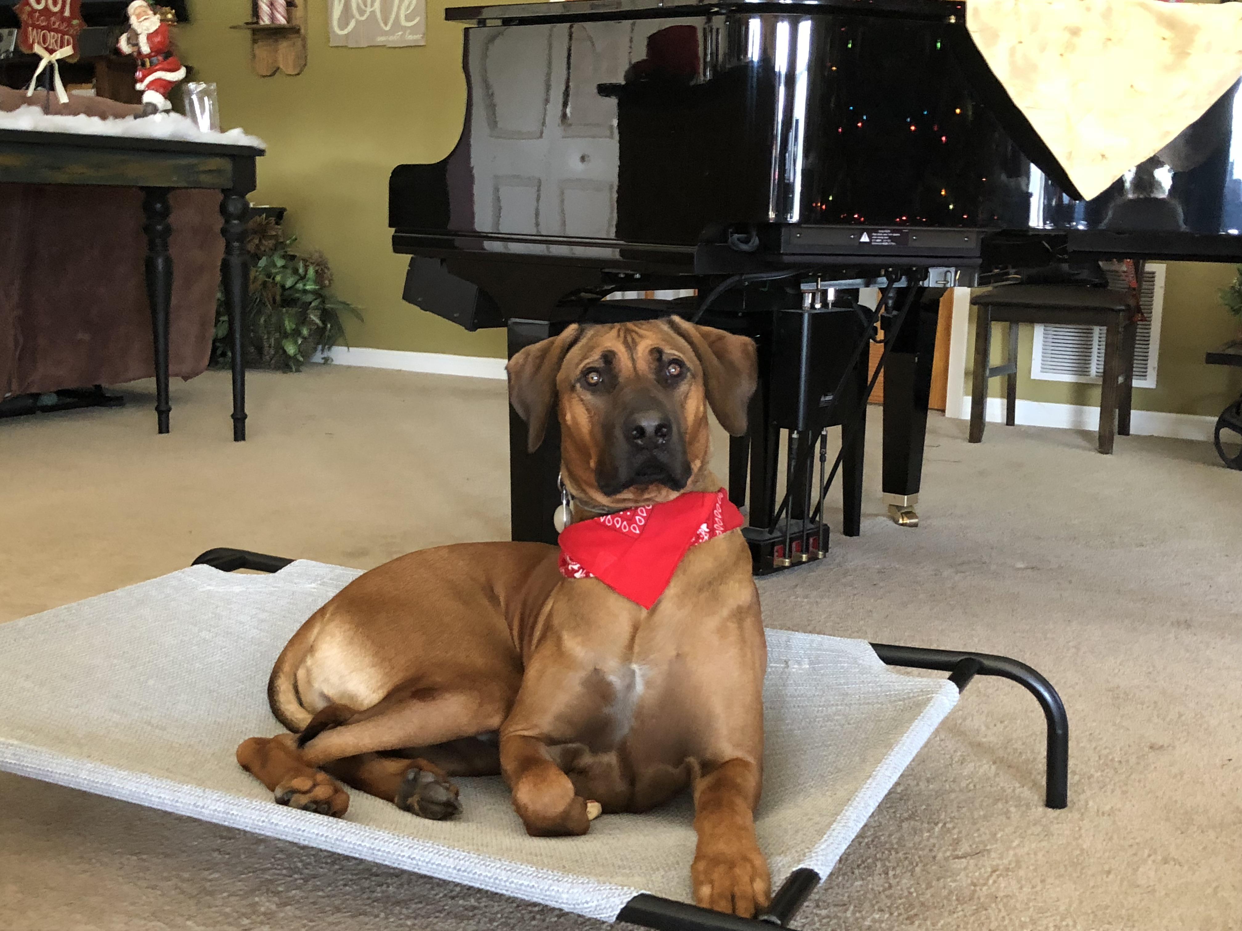 BB Rhodesians - Crestridge in Florida | Rhodesian Ridgeback puppies ...