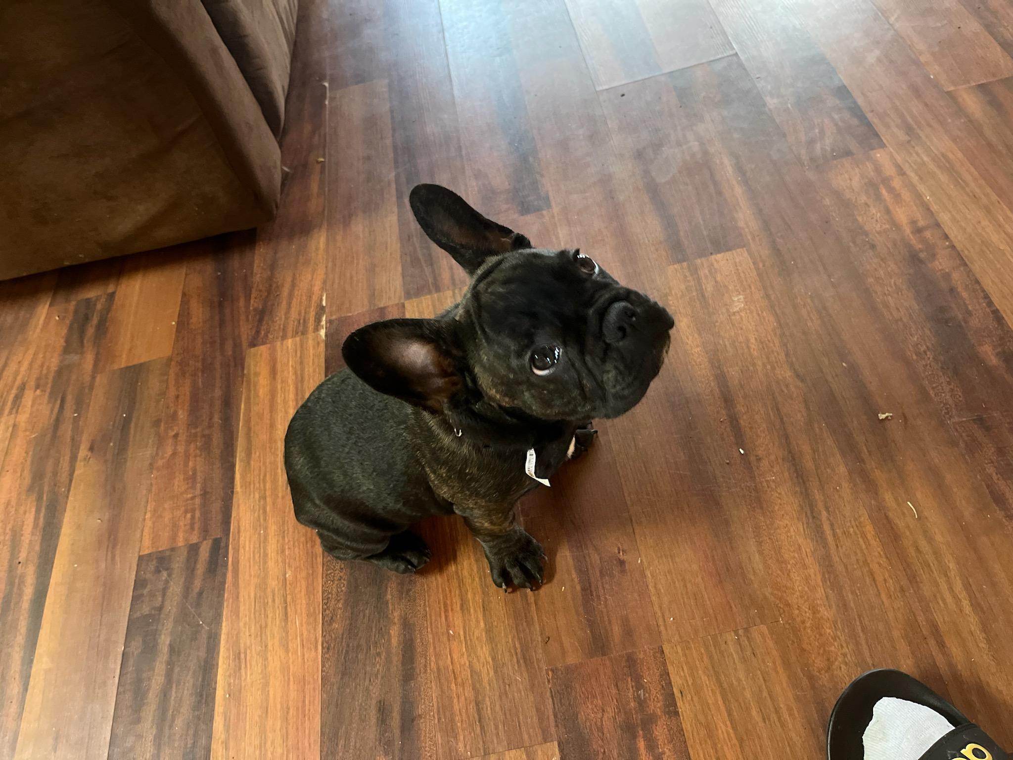 Leo’s in Georgia | French Bulldog puppies | Good Dog