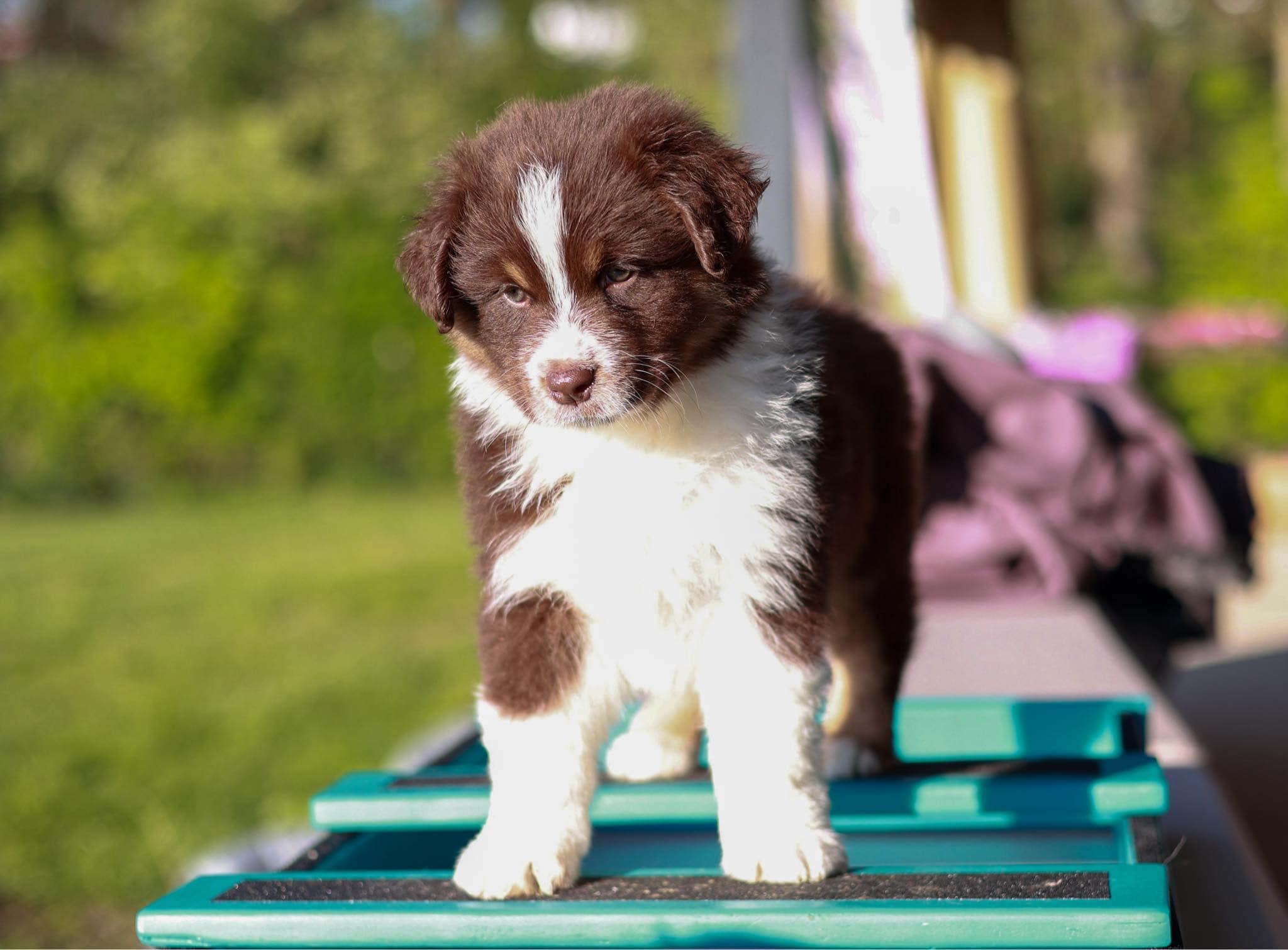 Akamai Aussies in Missouri | Australian Shepherd puppies | Good Dog