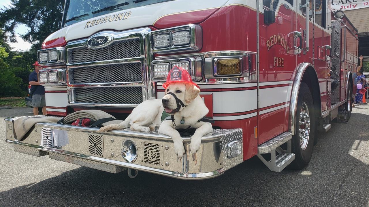 Summit Assistance Dogs in Washington | Golden Retriever and Labrador ...