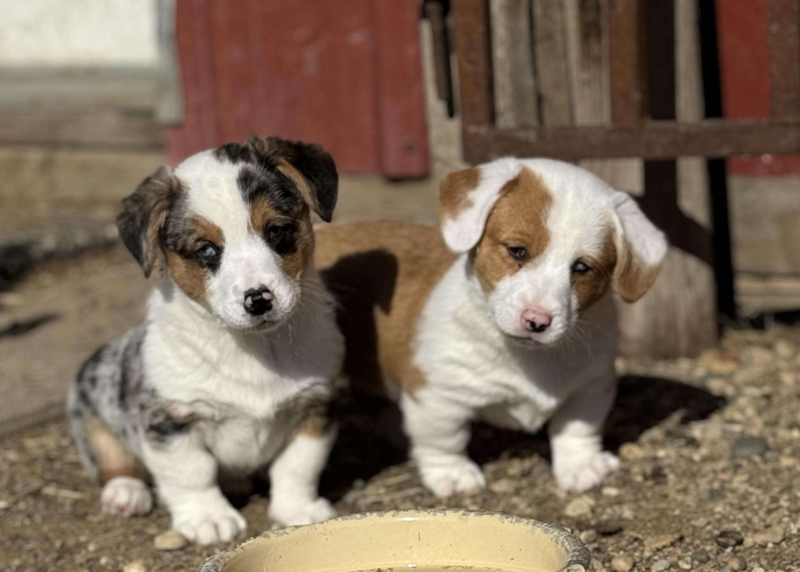 Cool Creek Corgjs in South Dakota | American Corgi puppies | Good Dog
