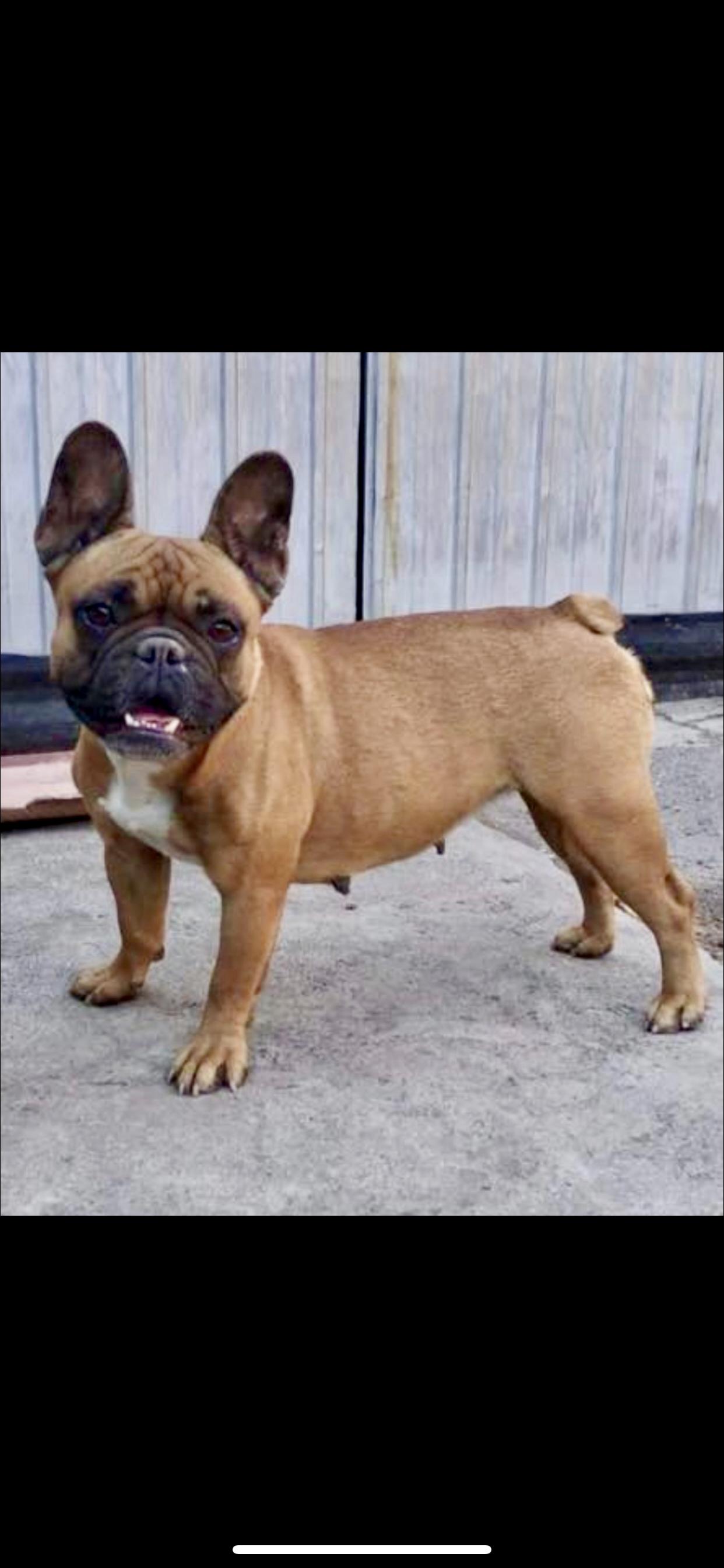 Suga Bae’s All Star Frenchies in New York | French Bulldog puppies ...