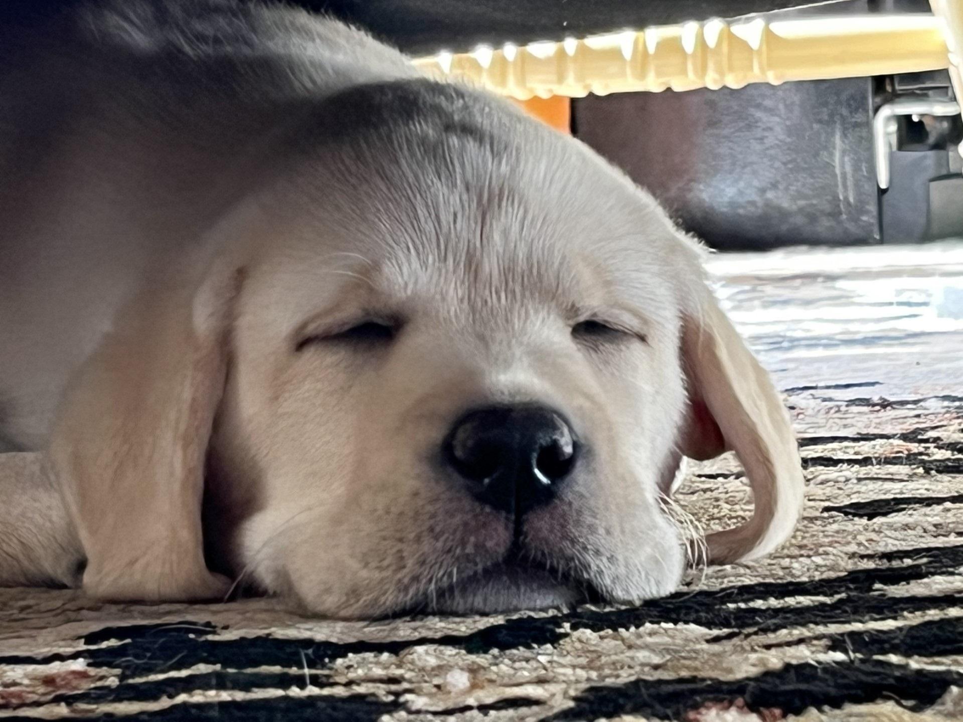 Willow Ridge Labradors in Virginia | Labrador Retriever puppies | Good Dog