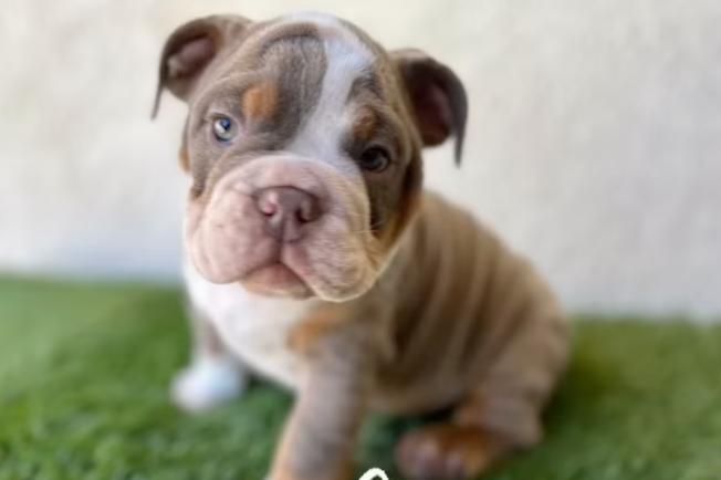 Socal G Bulldogs in California | Bulldog puppies | Good Dog