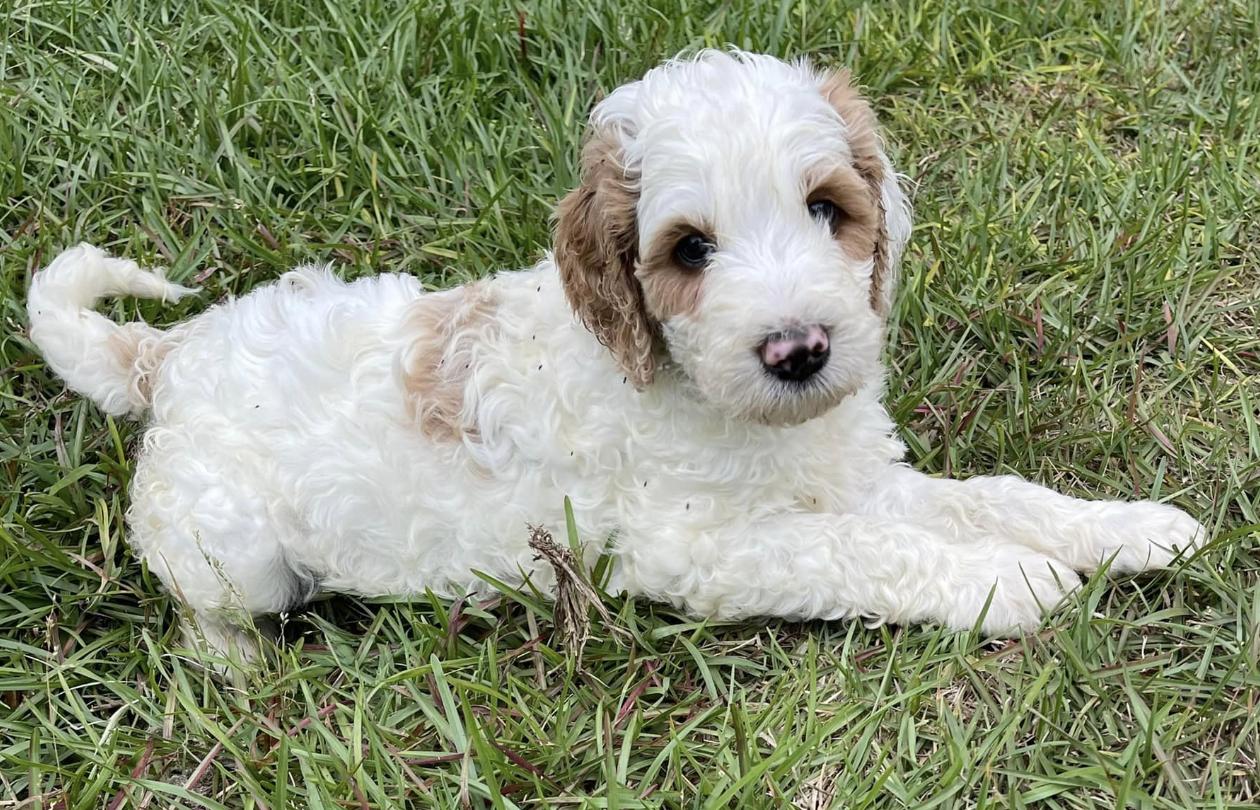 Cooper’s Doodles in South Carolina | Goldendoodle puppies | Good Dog