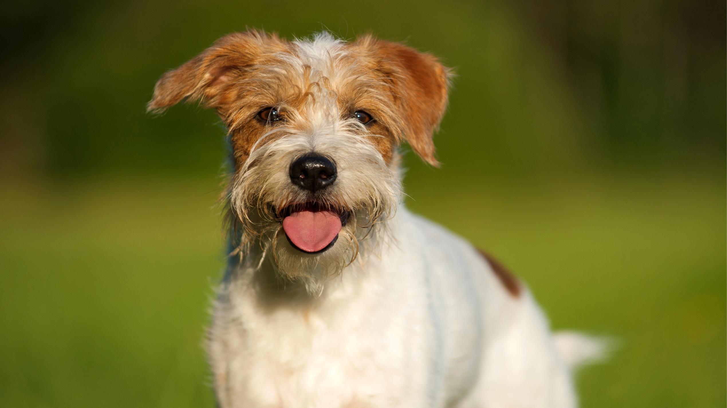 #1 Guide to Health Testing — Kromfohrlander | Good Dog