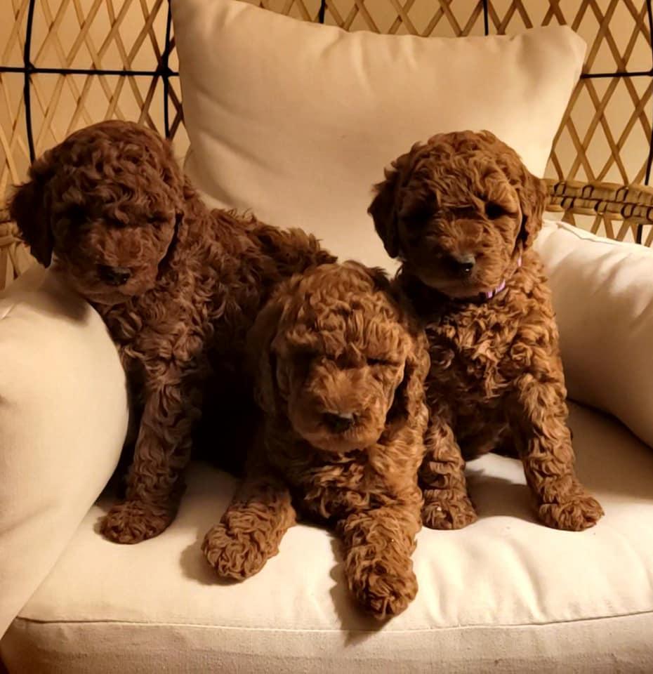 Pee Dee Poodles & Doodles in South Carolina | Goldendoodle, Labradoodle ...