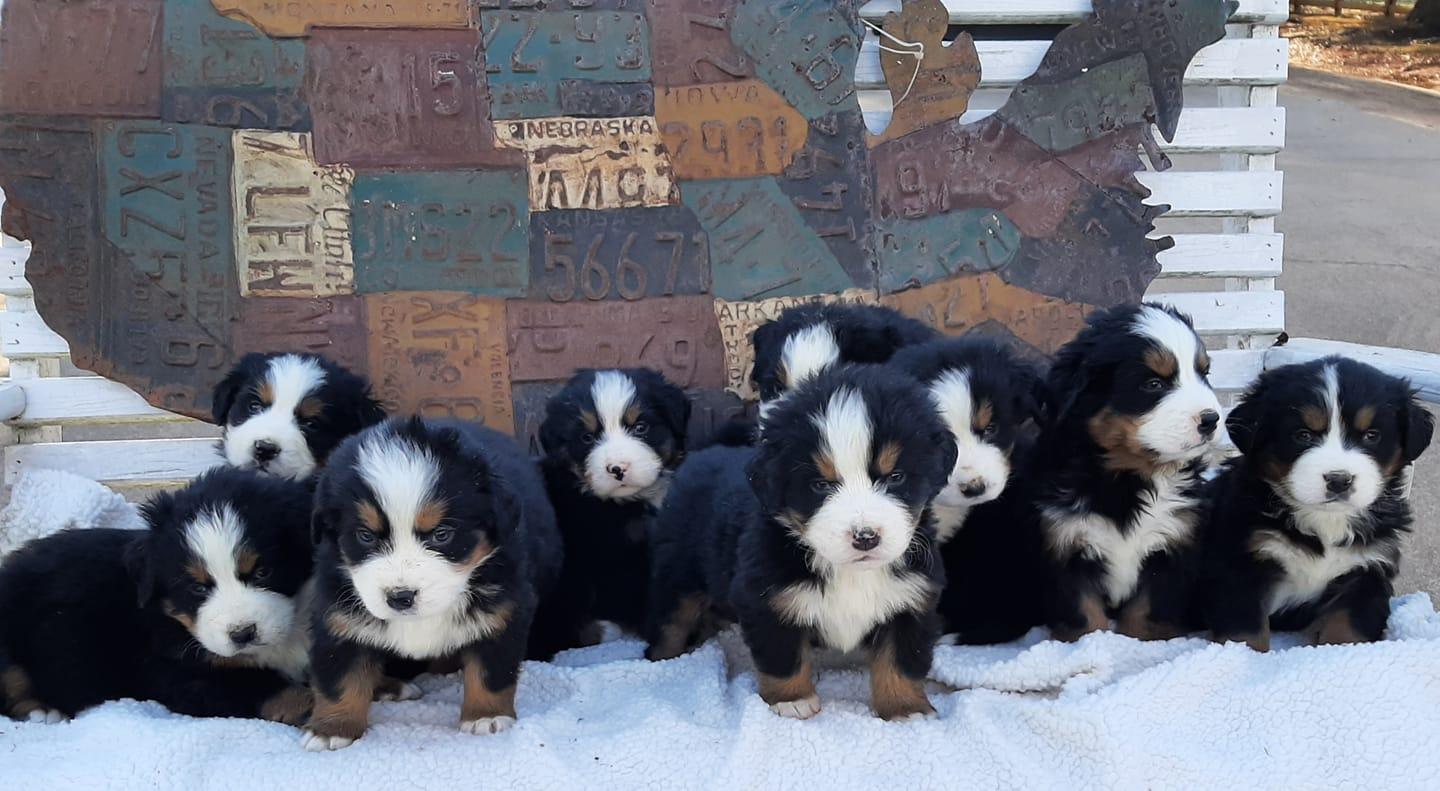 Circle D Farms in South Carolina | Bernese Mountain Dog, Labrador ...