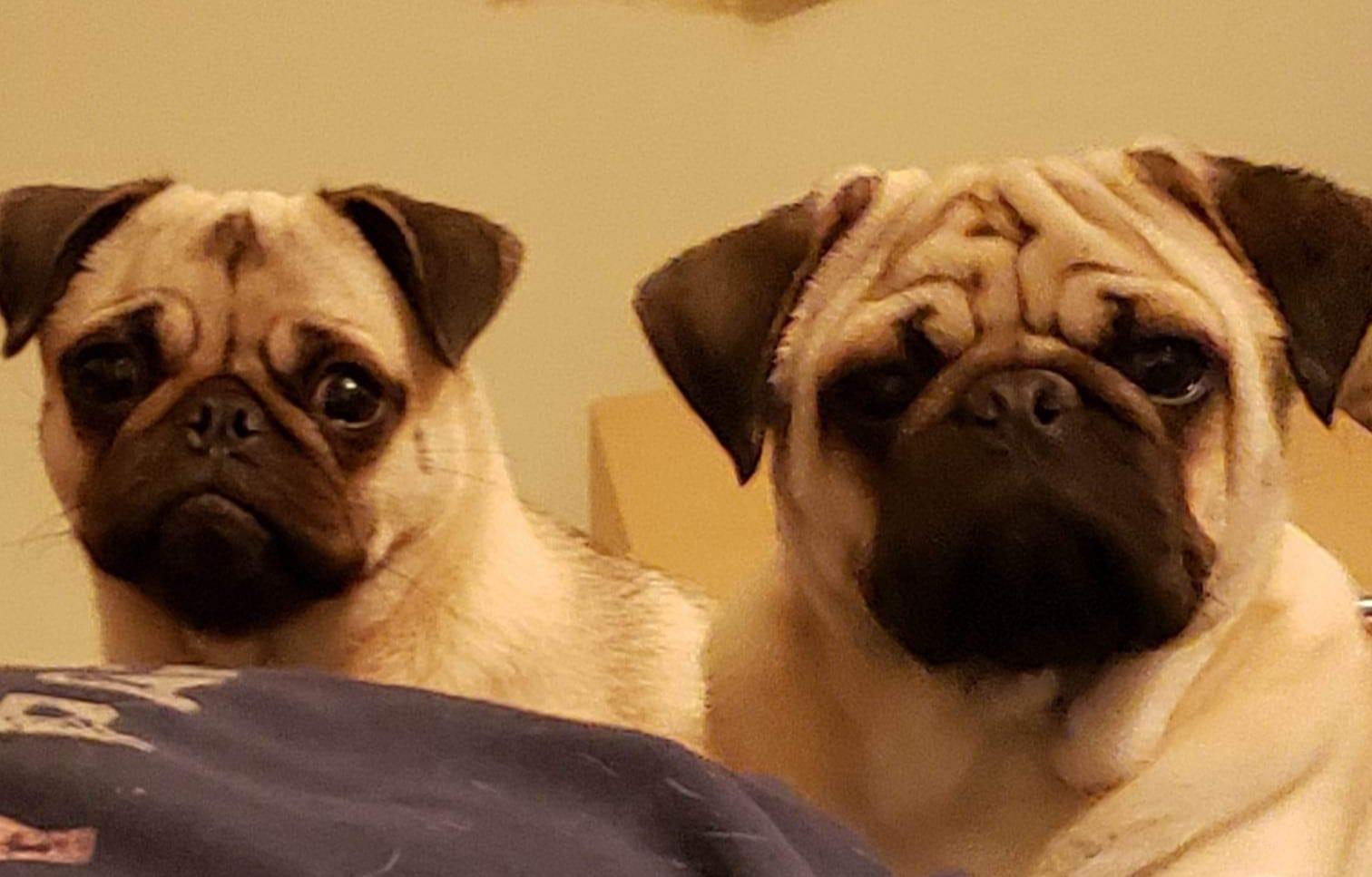 Poppy's Pugs in South Carolina | Pug puppies | Good Dog