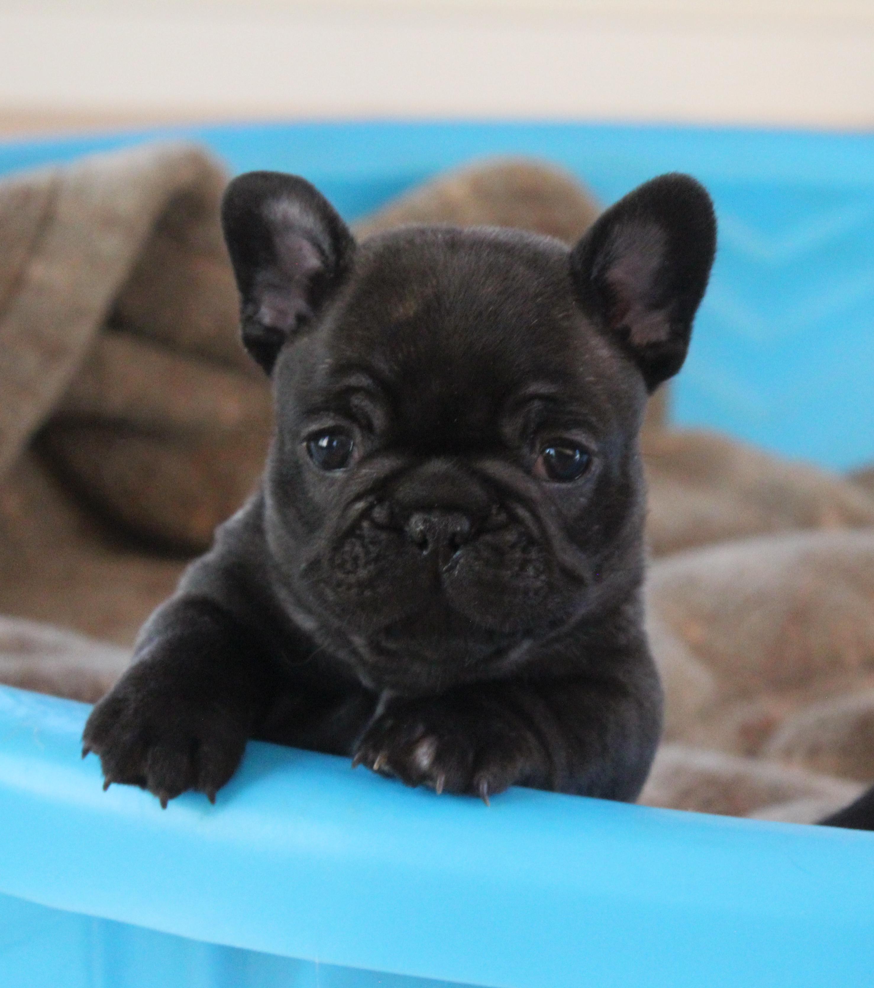 Yukon Golden Retrievers and French Bulldogs in Massachusetts | French ...