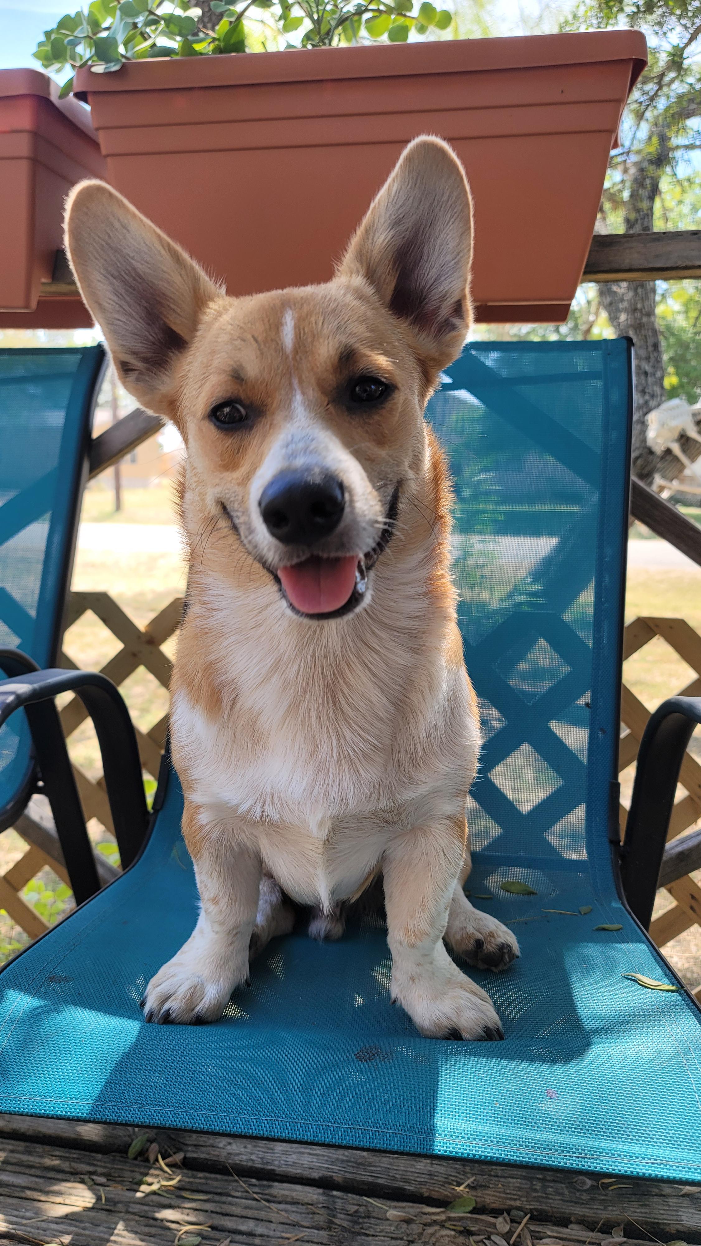 Bishop Paws & More. in Texas | Pembroke Welsh Corgi puppies | Good Dog