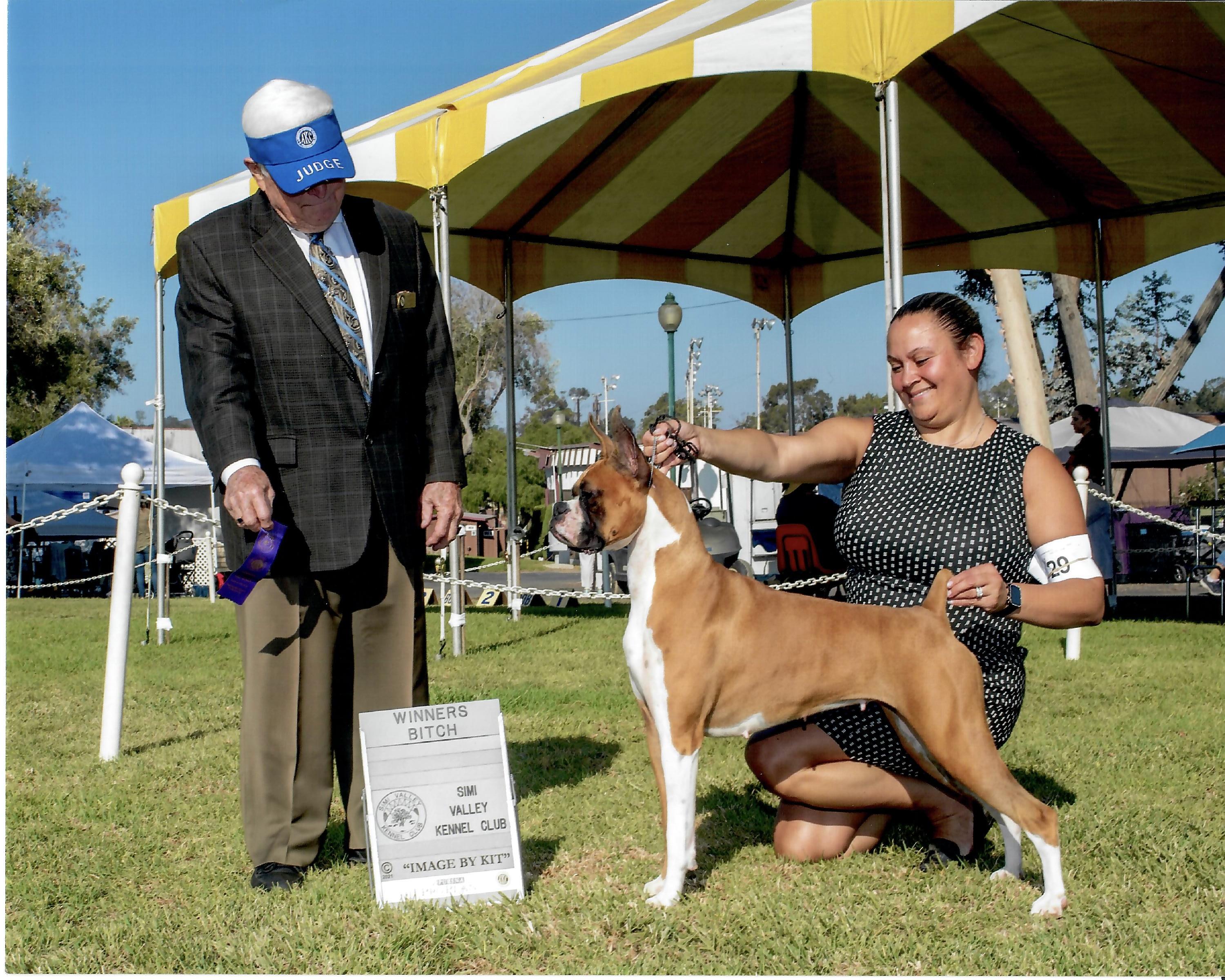 Meraki Boxers in California | Boxer puppies | Good Dog