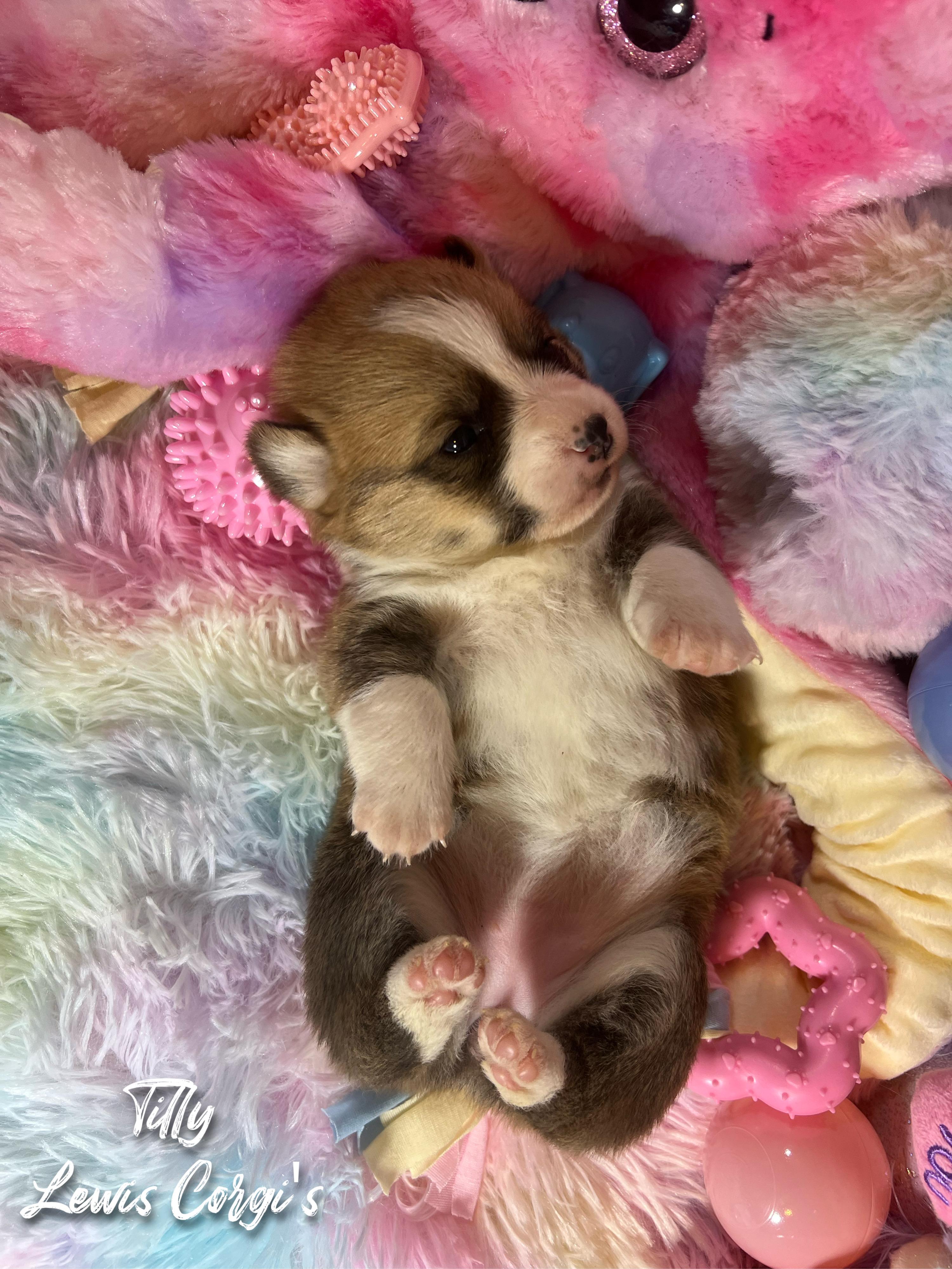 Lewis Aussie’s & Corgi’s in Oklahoma | Australian Shepherd and Pembroke ...