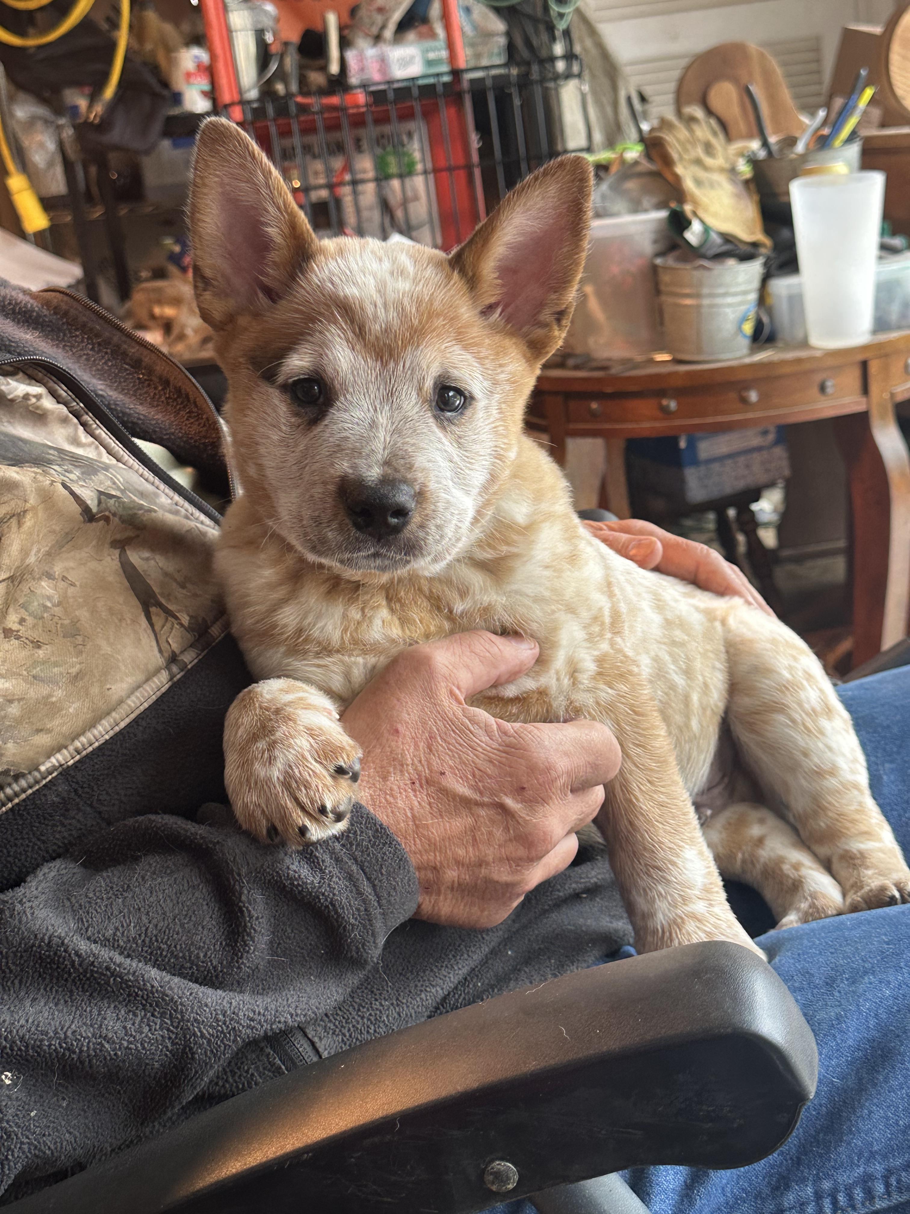 Spotted Horse CattleDogs in Georgia | Australian Cattle Dog puppies ...
