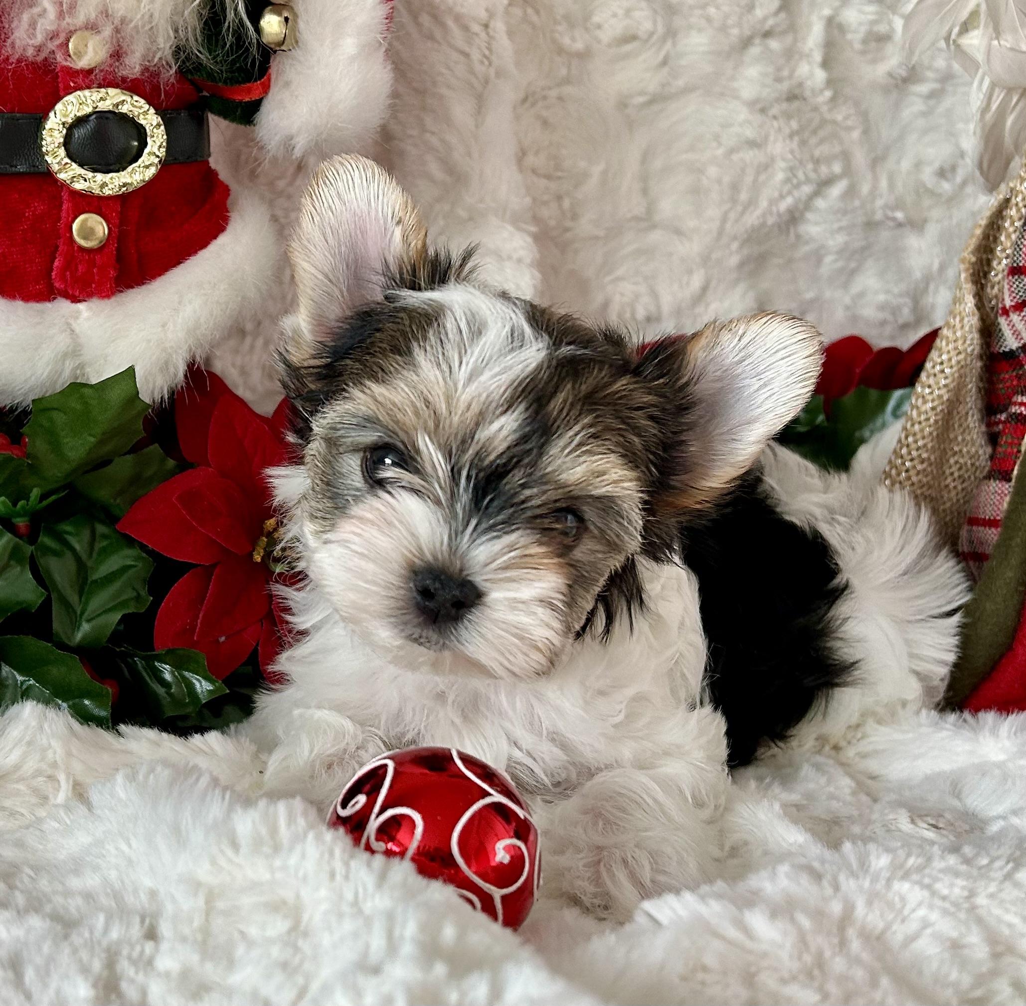 J'adore Biewers in Maryland | Biewer Terrier puppies | Good Dog
