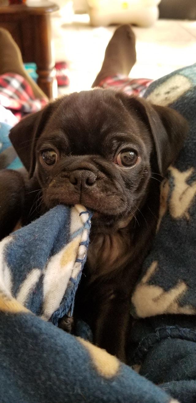 Pugs Rule! in Tennessee | Pug puppies | Good Dog