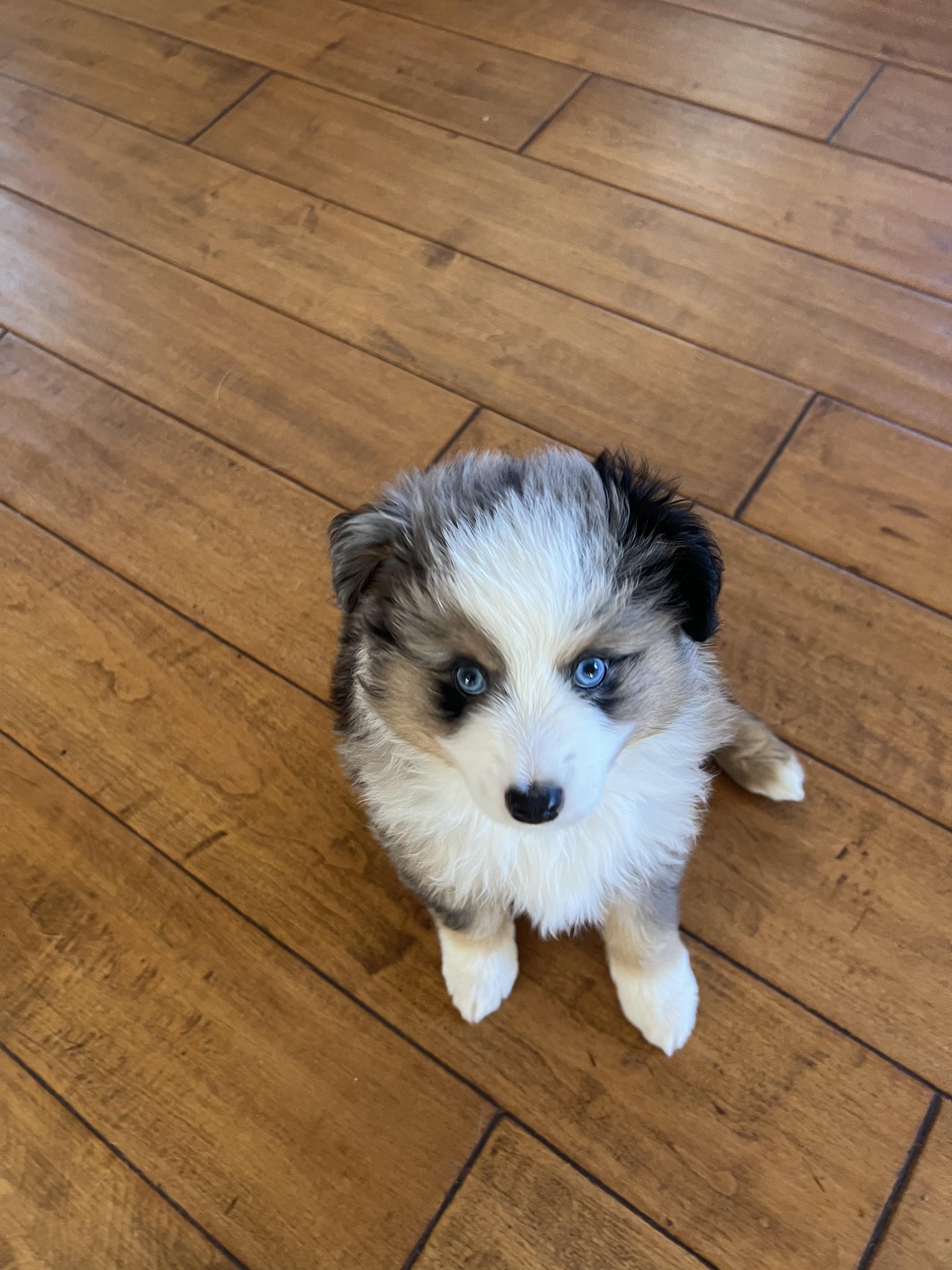 Small Town Aussies in California | Miniature Australian Shepherd ...
