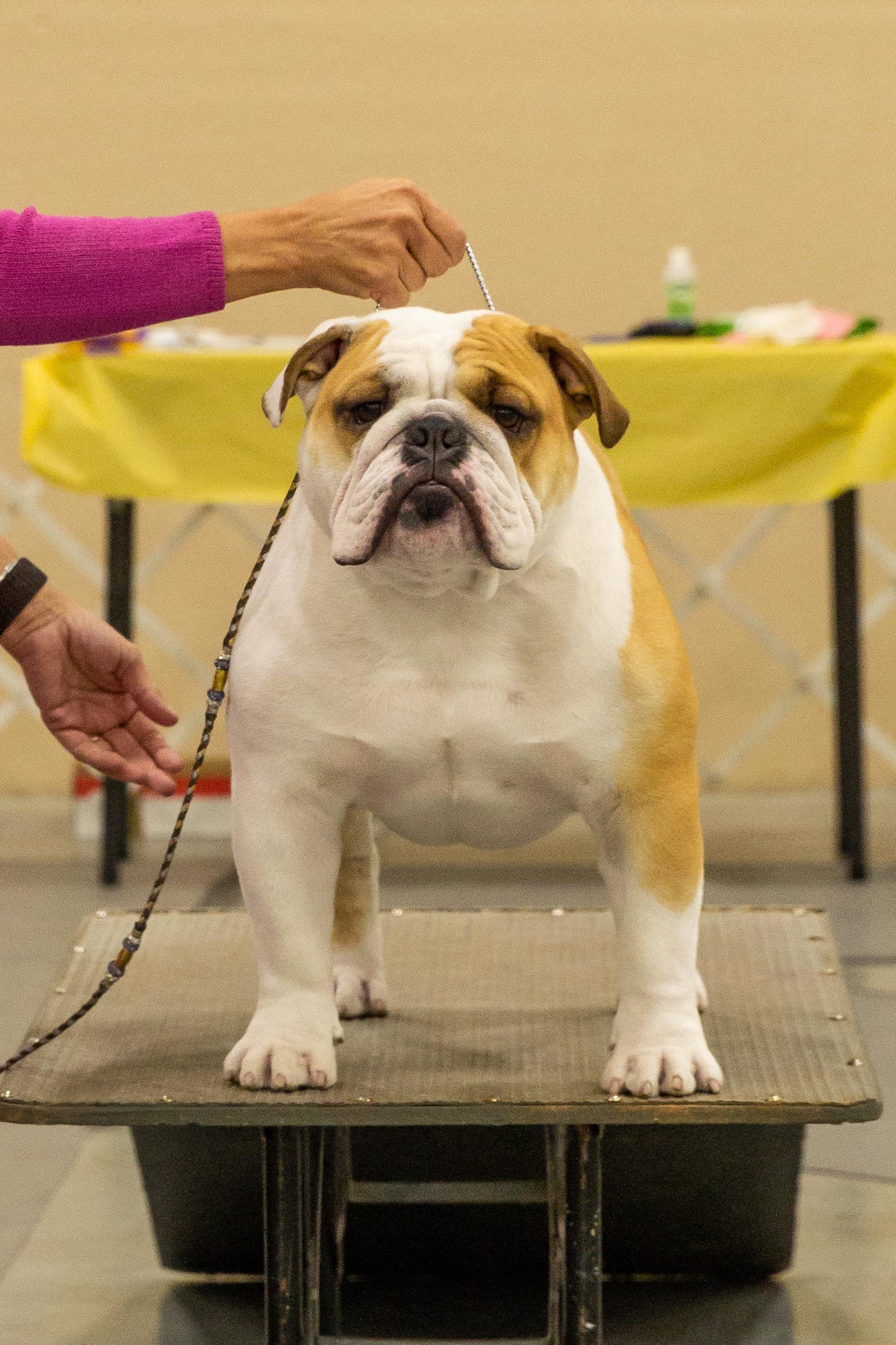 Hermy's Bulldogs in Ohio | Bulldog puppies | Good Dog