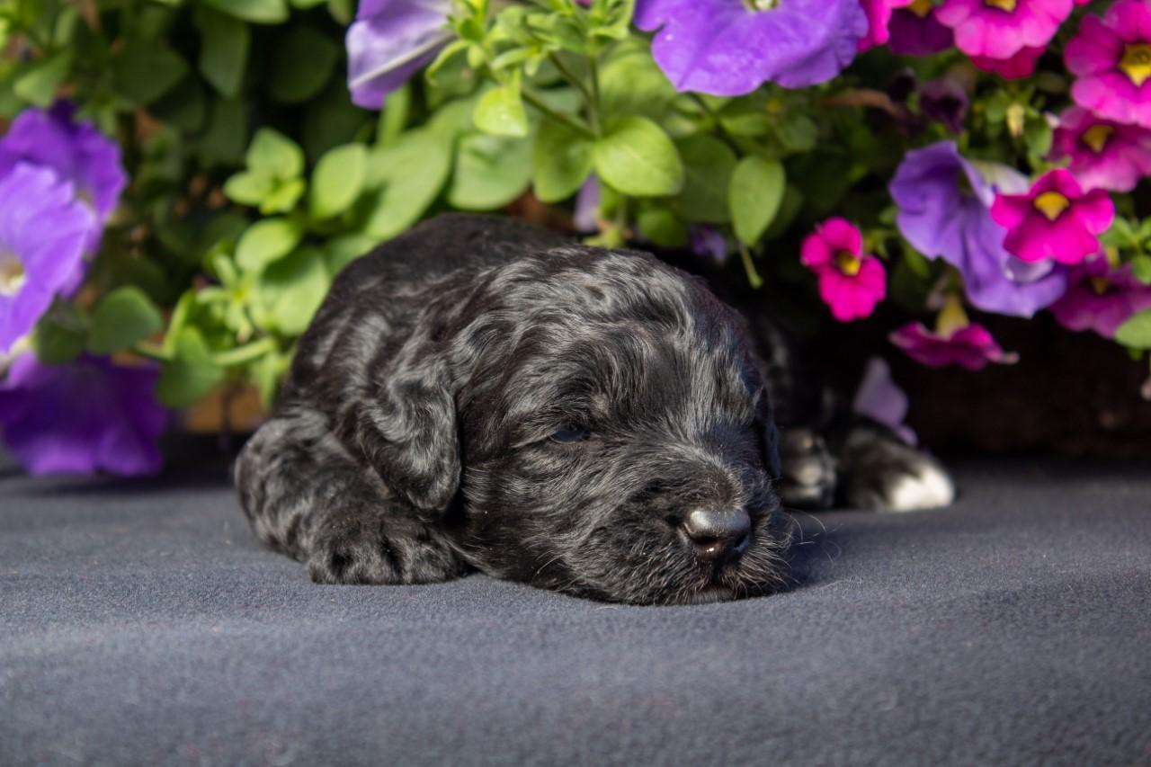 Mountain Home Doodles in Washington | Australian Labradoodle puppies ...