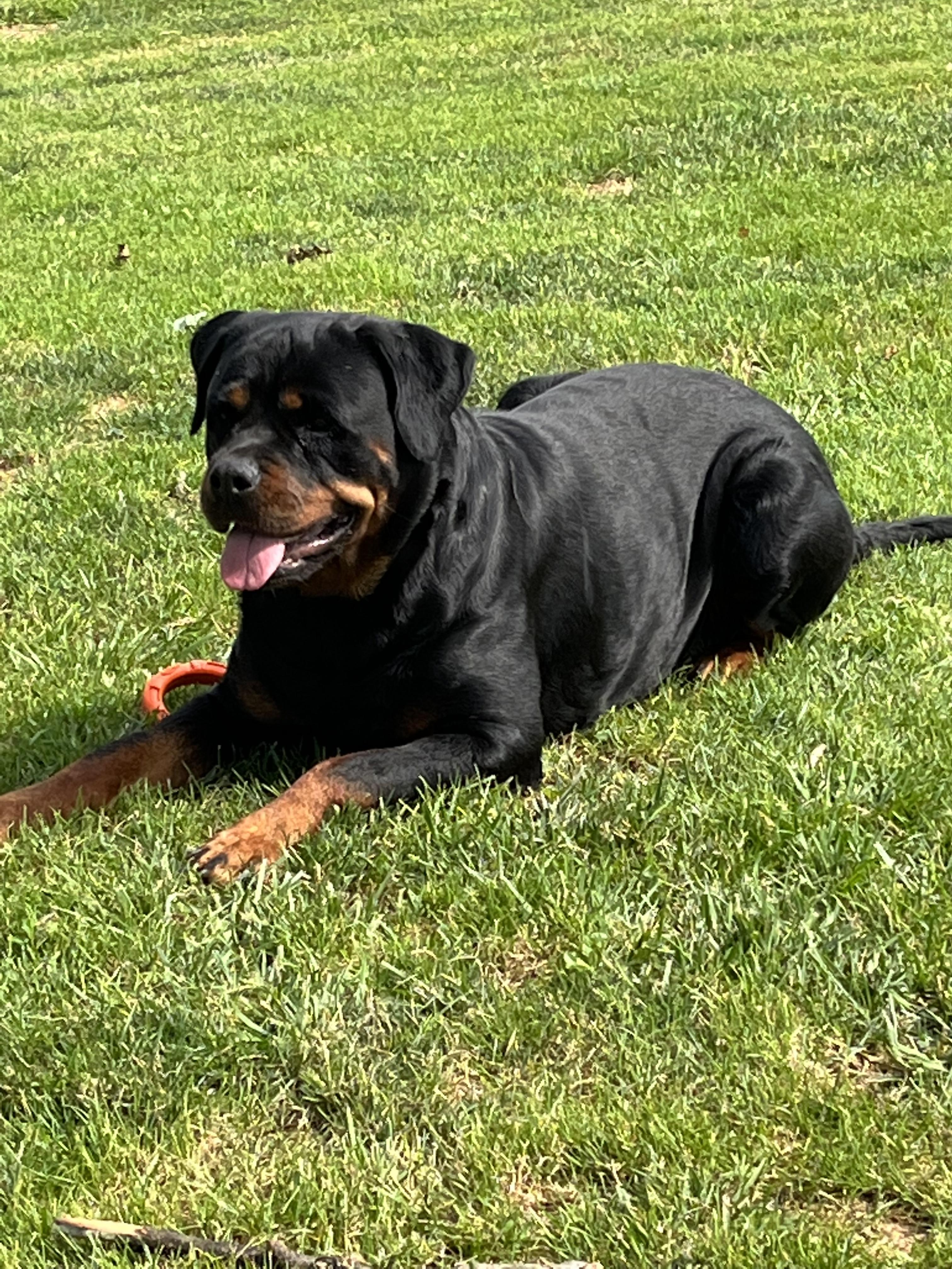 Von Hause Hushon Rottweilers in Pennsylvania | Rottweiler puppies ...