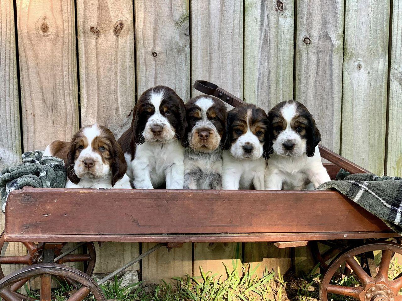 Small Batch Spaniels in South Carolina | English Springer Spaniel ...
