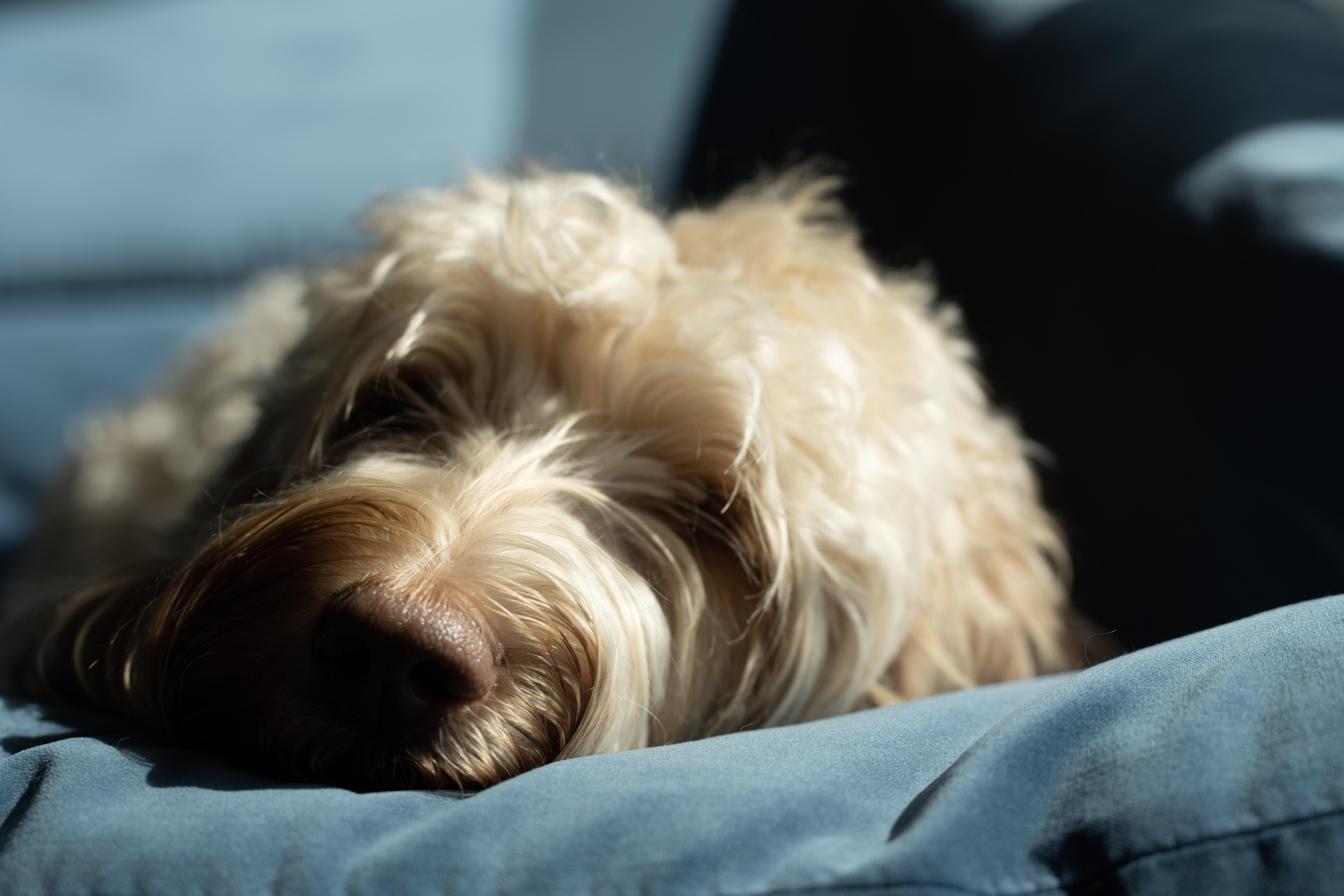 Running Brook Doodles in Washington | Australian Labradoodle puppies ...