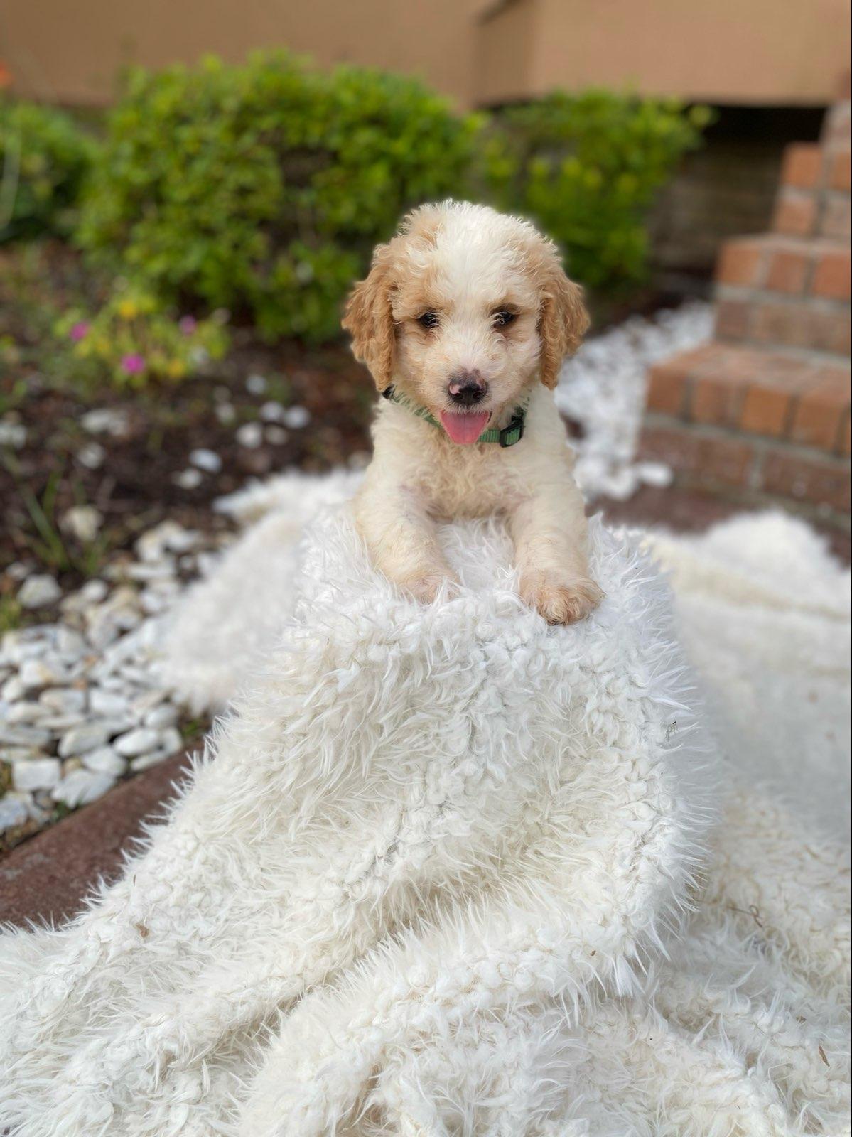 Geaux Doodle in Louisiana | Goldendoodle puppies | Good Dog