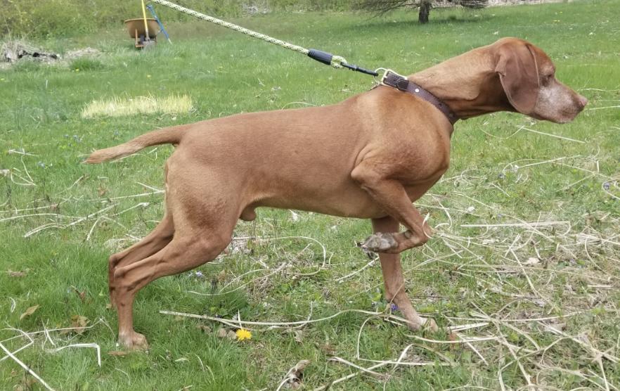 Wata Vizsla in New York | Vizsla puppies | Good Dog