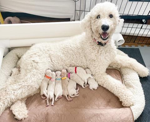 Daisys Doodles in Texas | Goldendoodle puppies | Good Dog