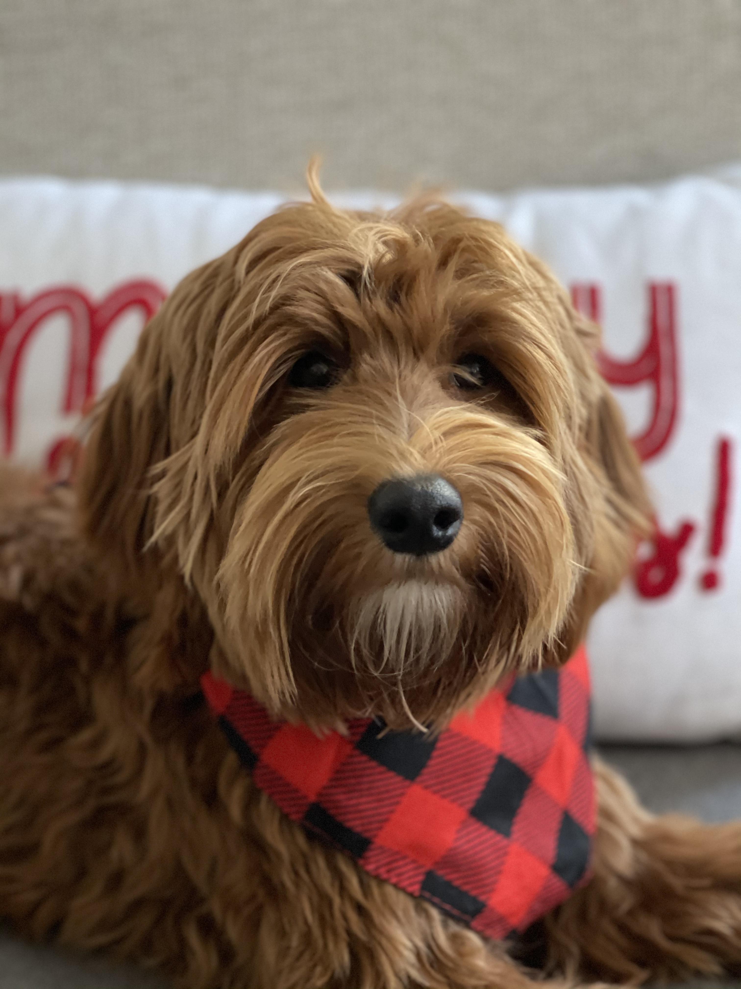 The Moon Doodles in California | Australian Labradoodle puppies | Good Dog