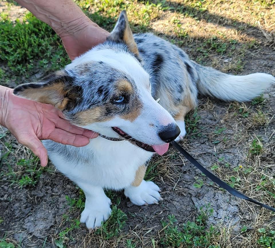 Corgi Cutees in Oklahoma | Cardigan Welsh Corgi and Pembroke Welsh ...