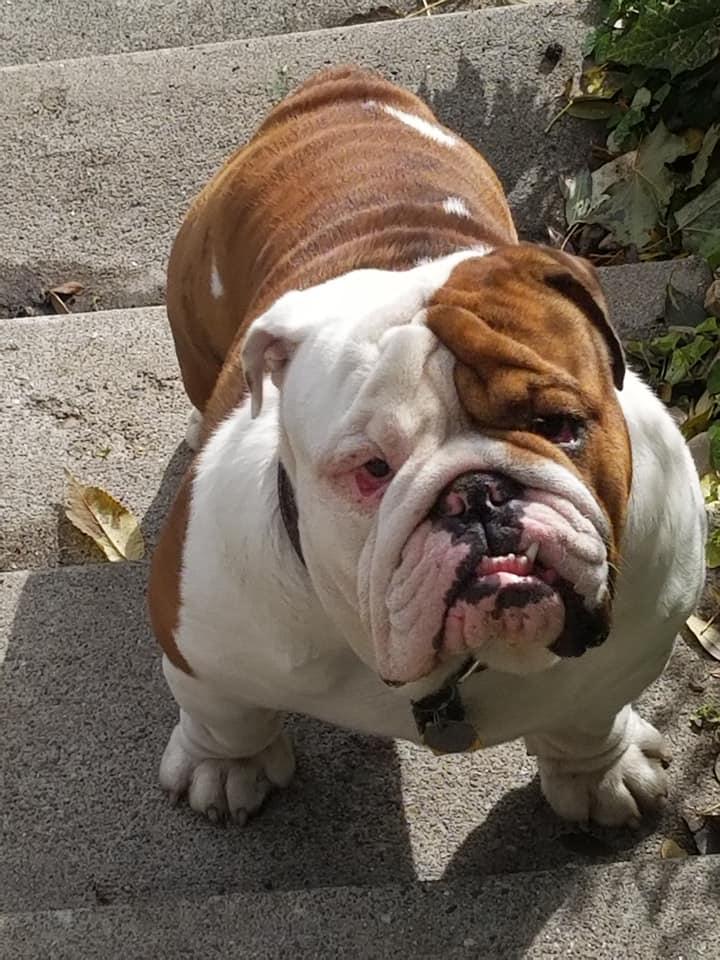 Kelly M Sikes' Bulldogs in Montana | Bulldog puppies | Good Dog