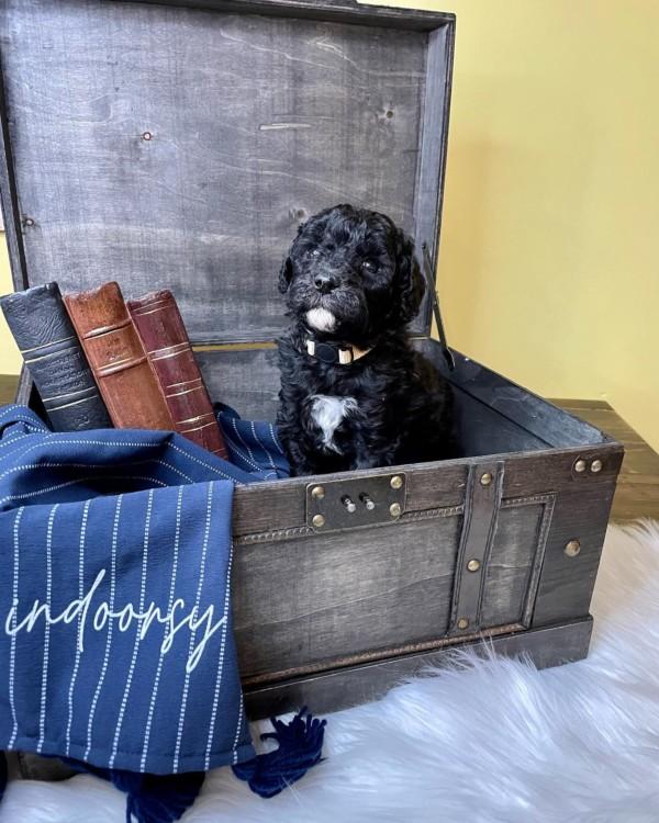 North Carolina Doodles- Thomasville in North Carolina | Goldendoodle ...