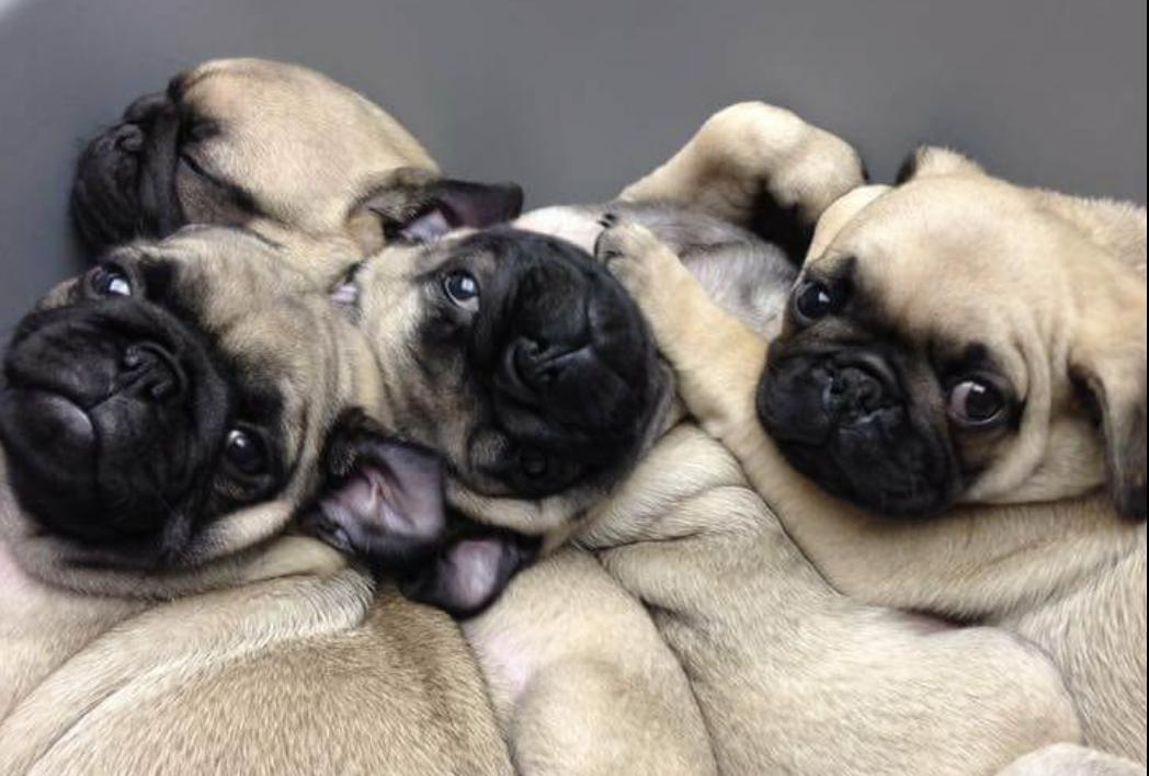 Sunshine Pugs in Florida | Pug puppies | Good Dog