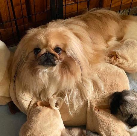 Puppy Paws Pekes in Michigan | Pekingese puppies | Good Dog