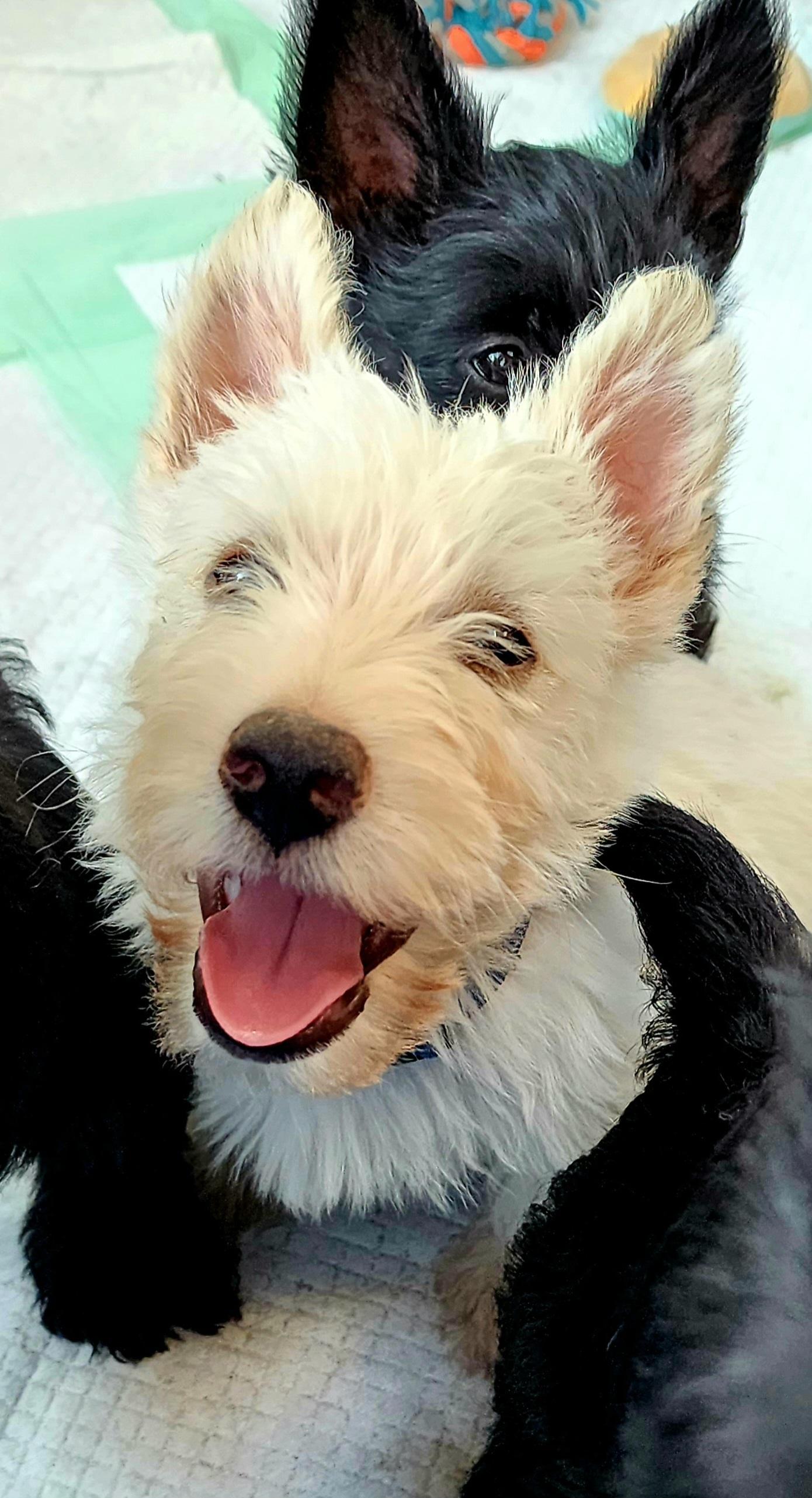 Nicole's Scottish Terriers in Washington | Scottish Terrier puppies ...