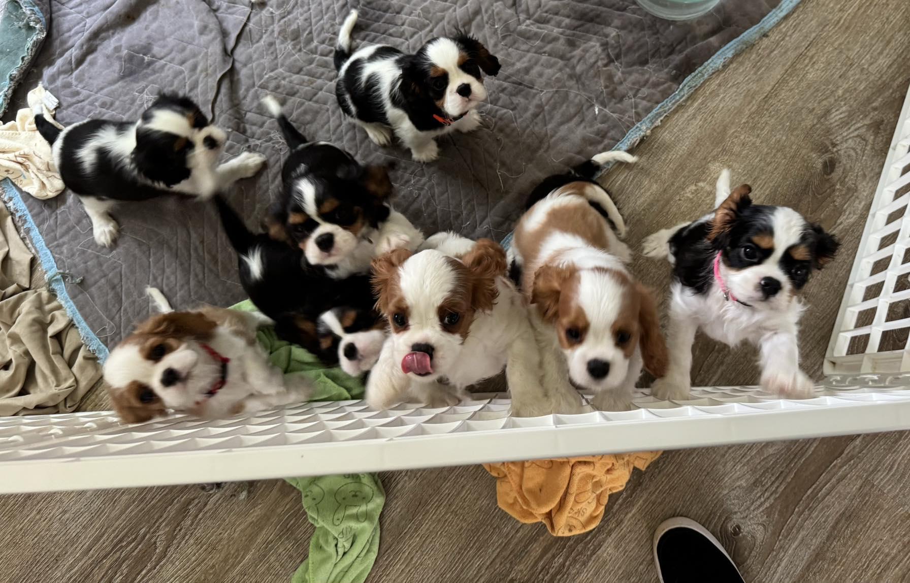 Gardenwood Park Cavaliers in Virginia | Cavalier King Charles Spaniel ...
