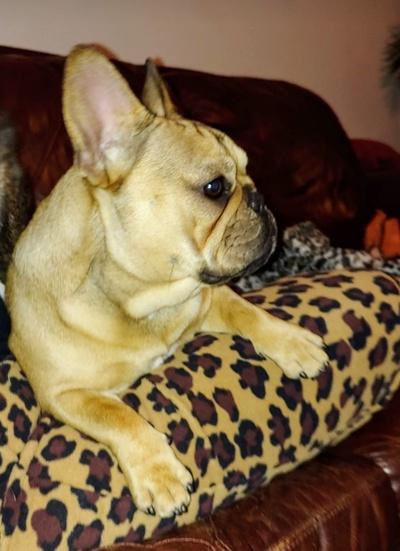 Shanda Parish's French Bulldogs in Arkansas | French Bulldog puppies ...