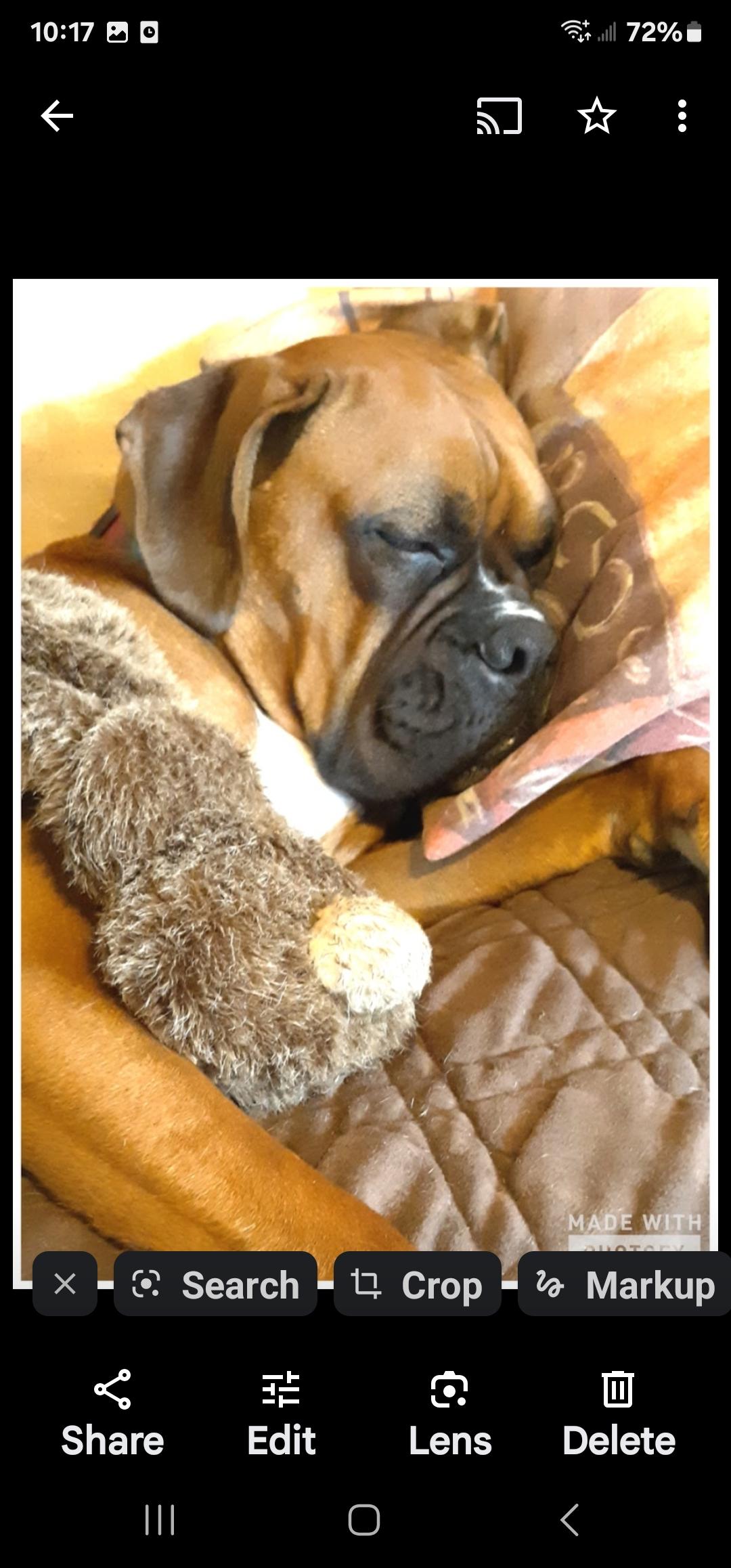 Lone Pine Boxers in Michigan | Boxer puppies | Good Dog