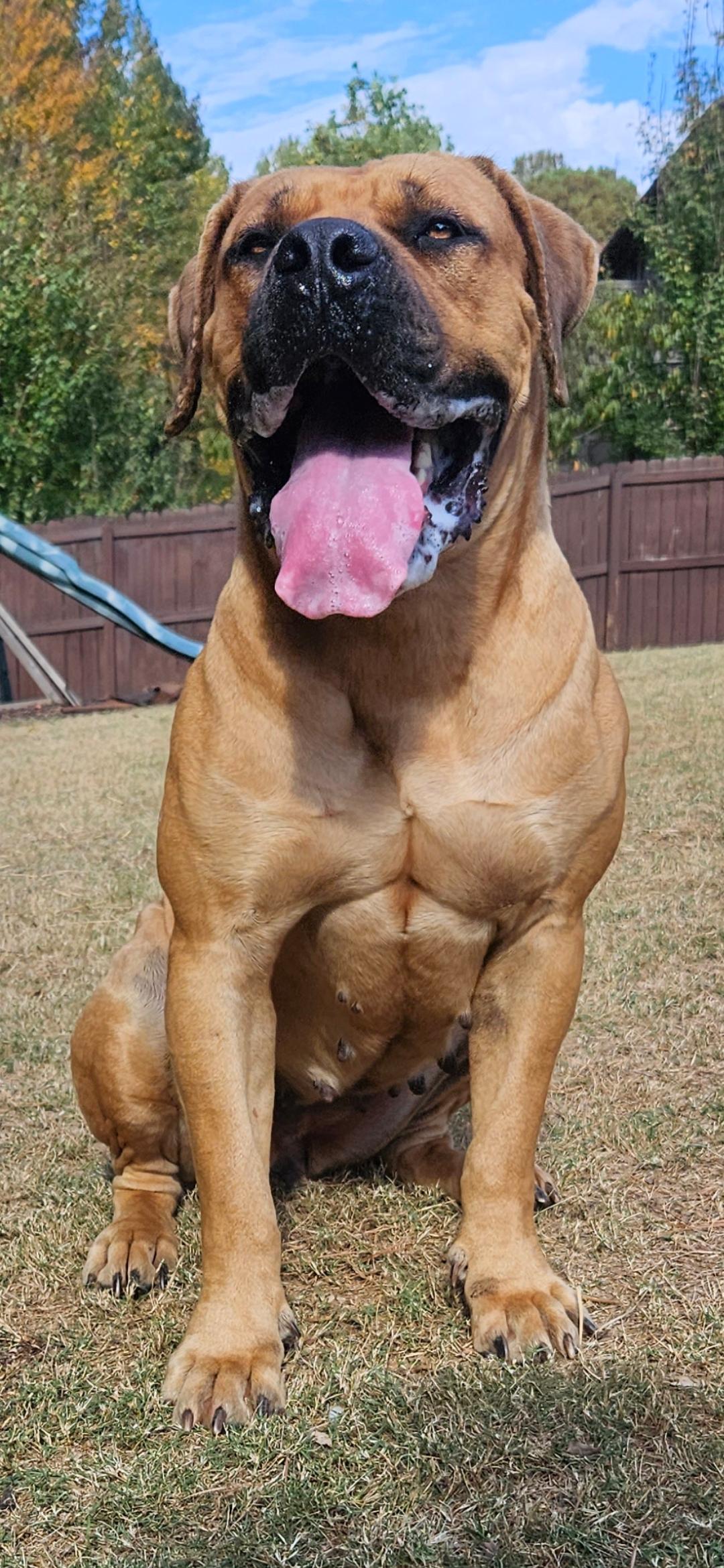 Biohacked Boerboels LLC in Alabama | Boerboel puppies | Good Dog