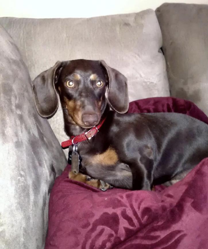 Sweeney’s Weenie Dogs in New York | Dachshund puppies | Good Dog